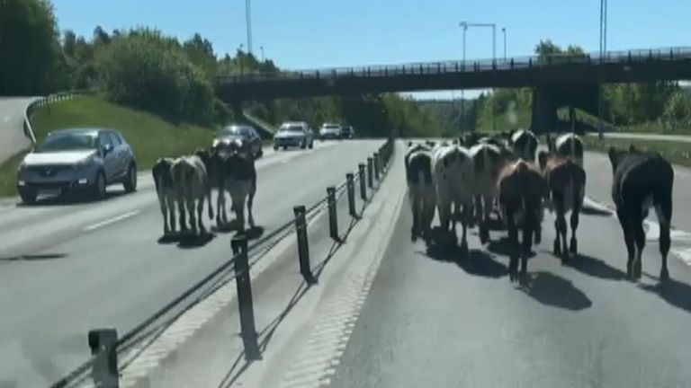 Swedish police herd escaped cows along motorway | Offbeat News | Sky News
