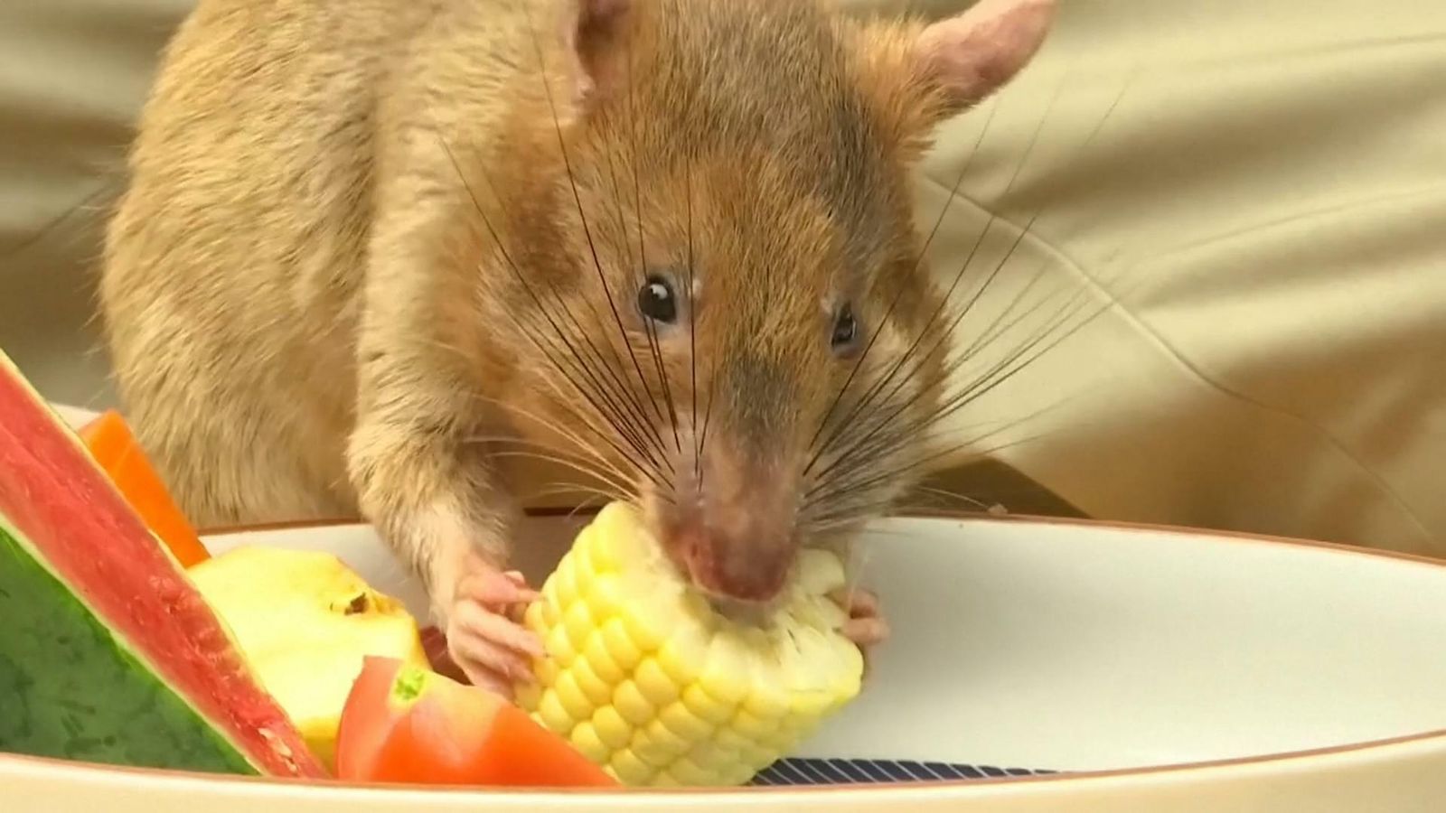 A new wave of landmine sniffing rats deployed in Cambodia | World News ...