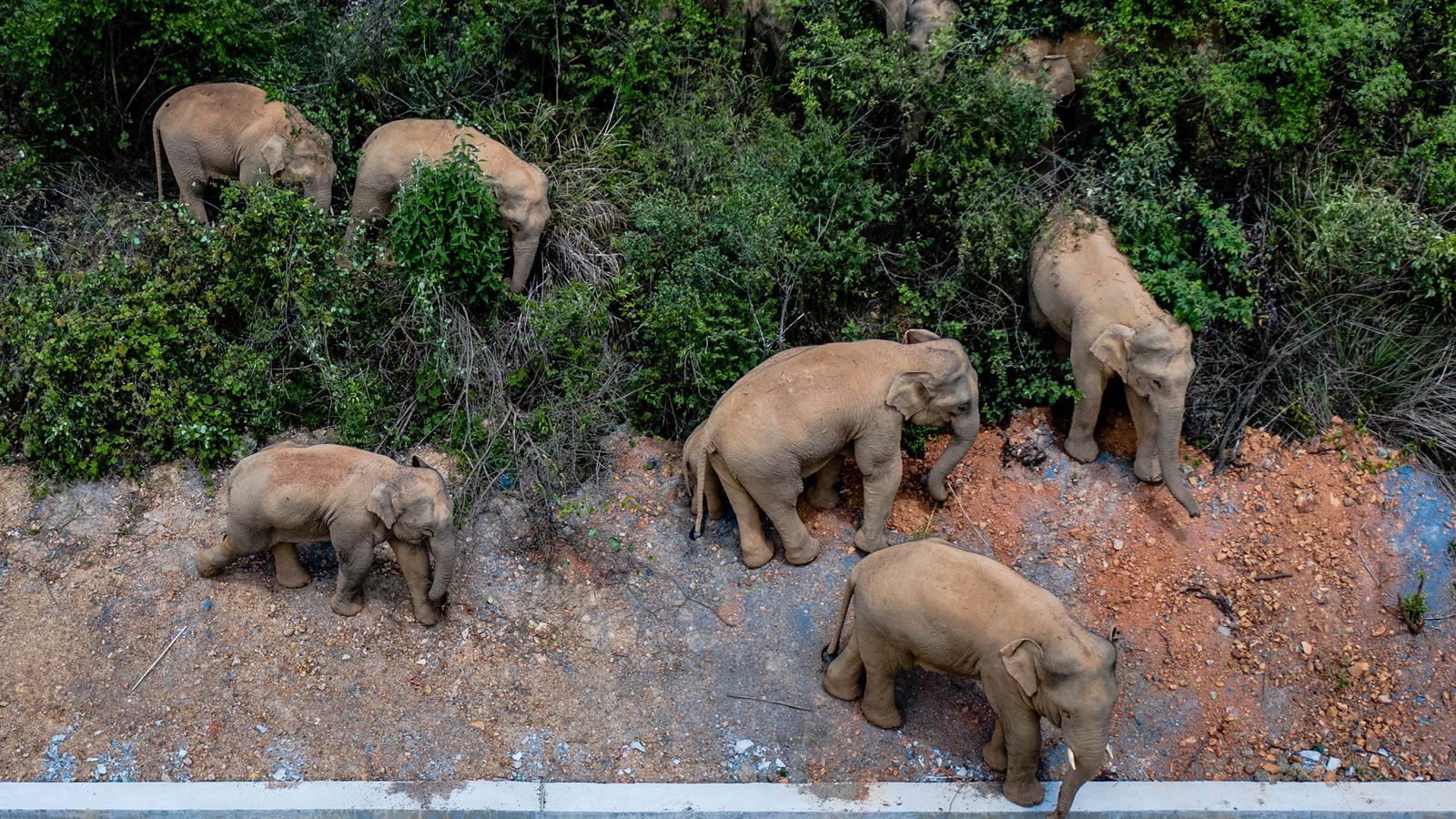 Herd of elephants cause $1m worth of damage as they trek more than 300 ...