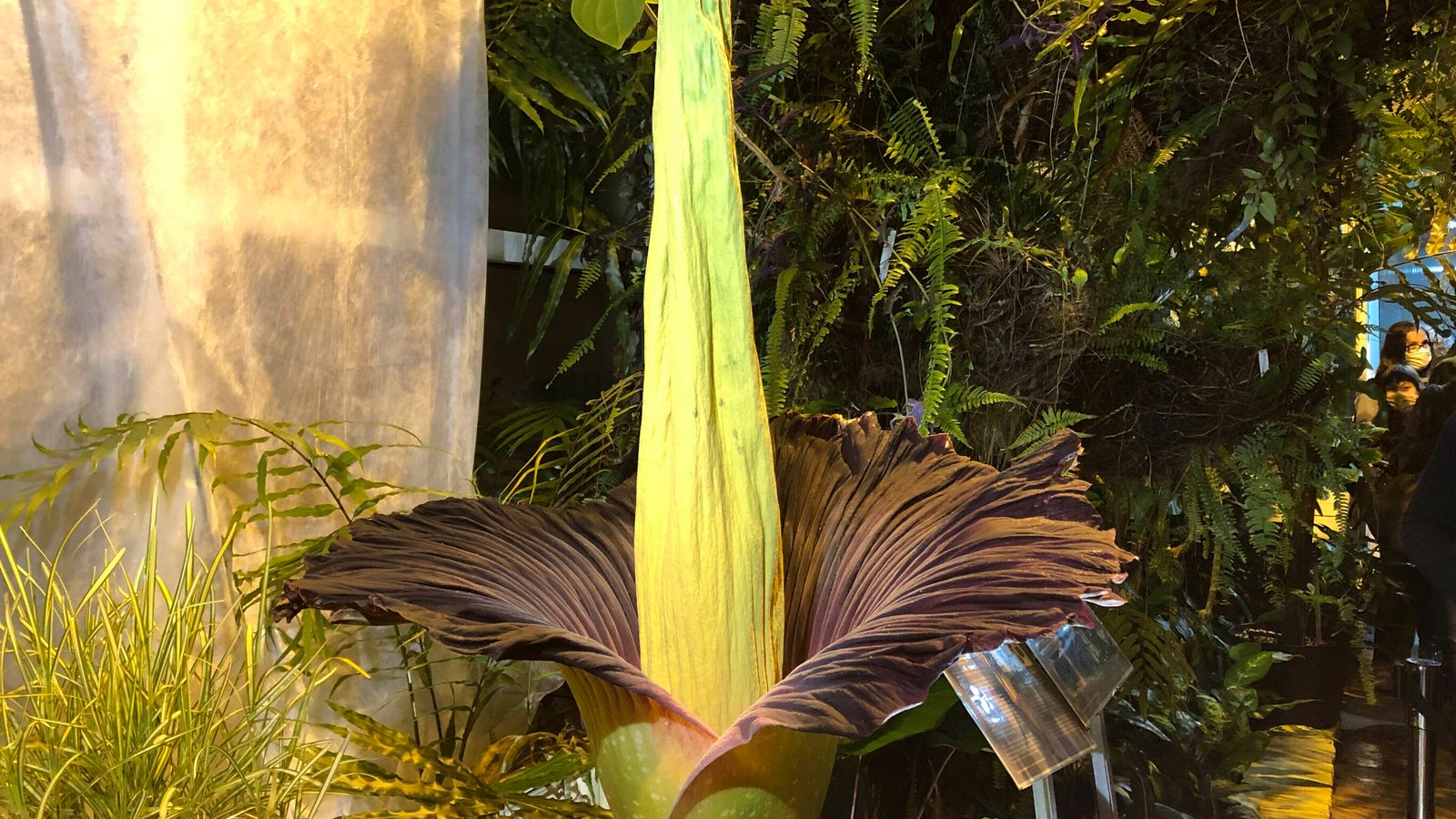 Warsaw: Crowds flock to see 'corpse' flower that produces dead body ...