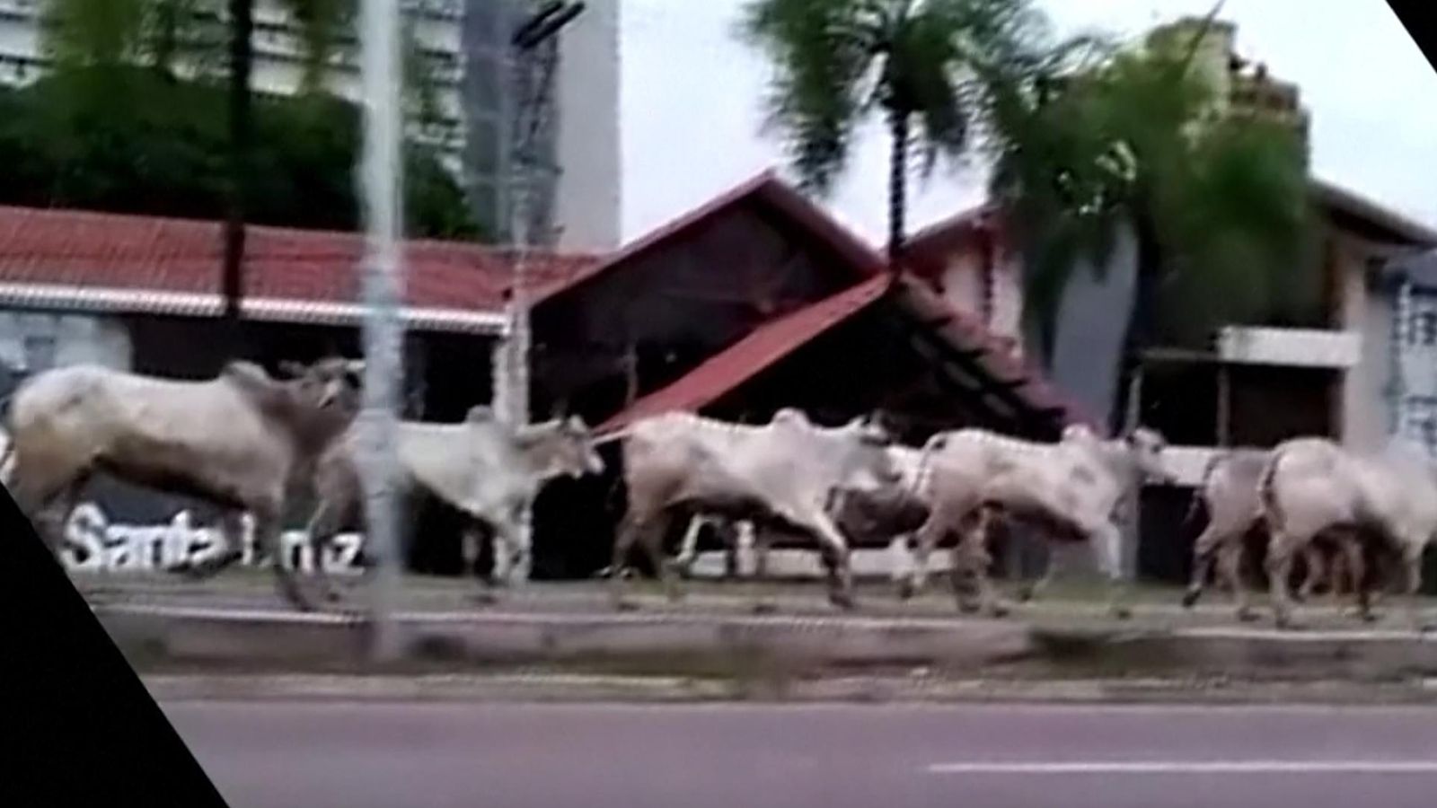 Bolivia: Cows on streets of Santa Cruz 'could kill' | World News | Sky News