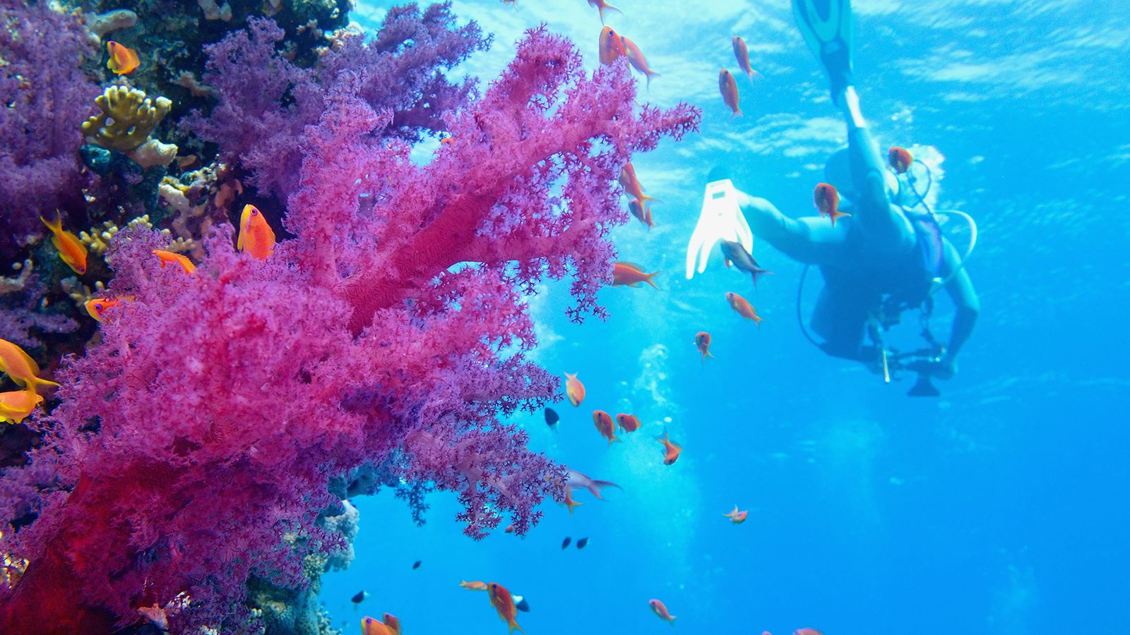 Australia against Great Barrier Reef plan | Sky News