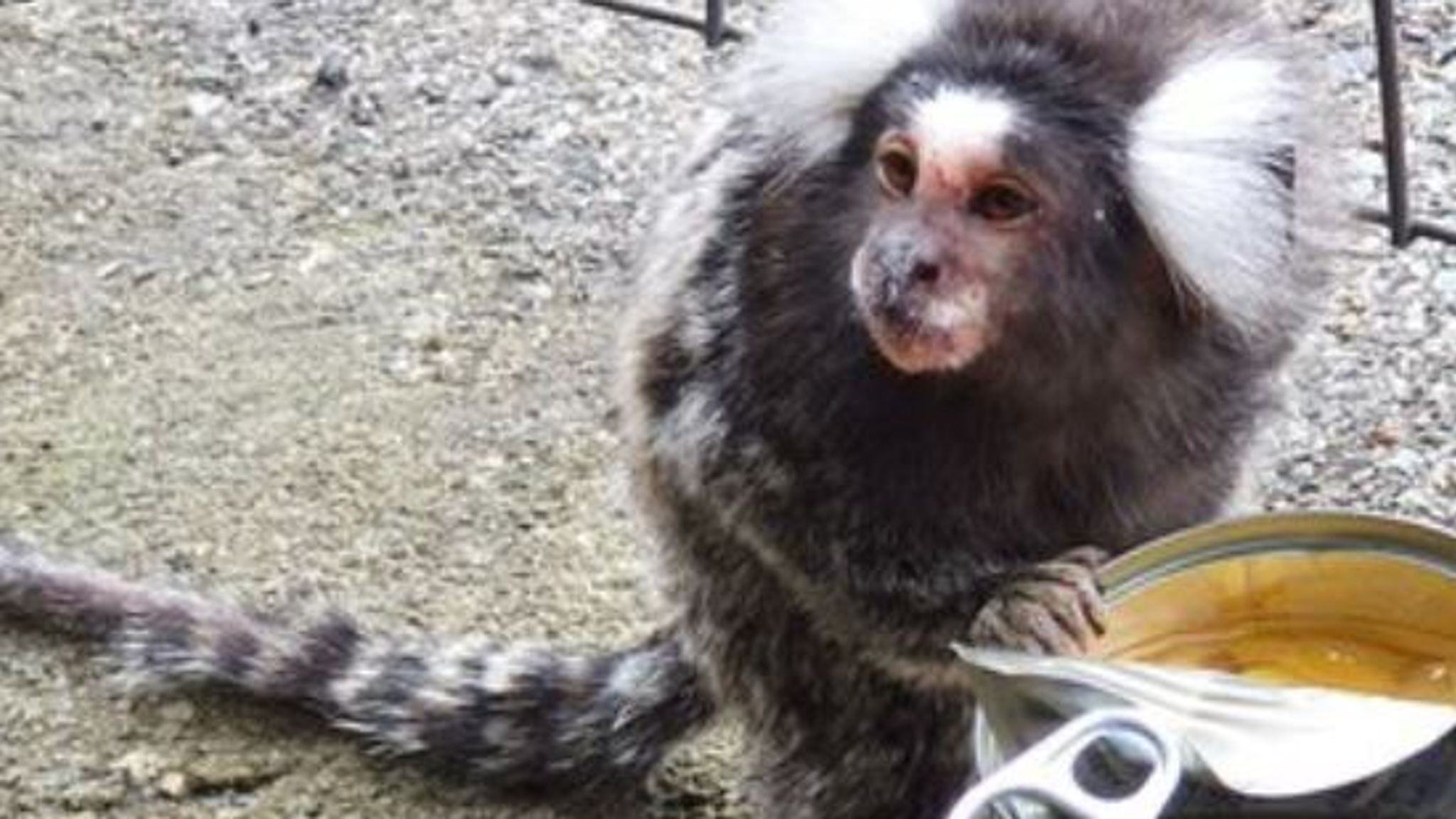 Runaway monkey reunited with family after train station adventure | UK ...