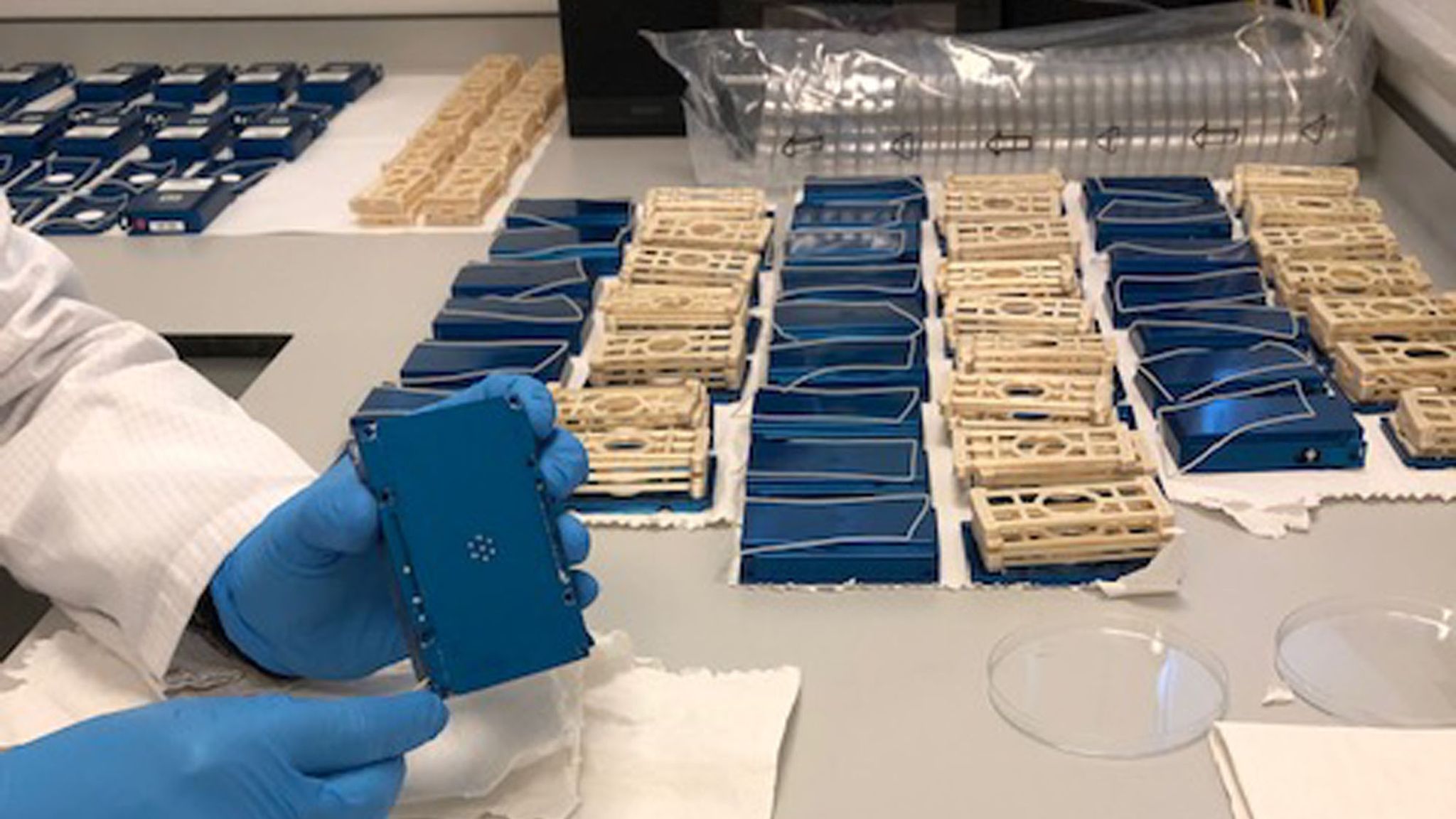 Hundreds of worms being sent into space for research on human muscle ...