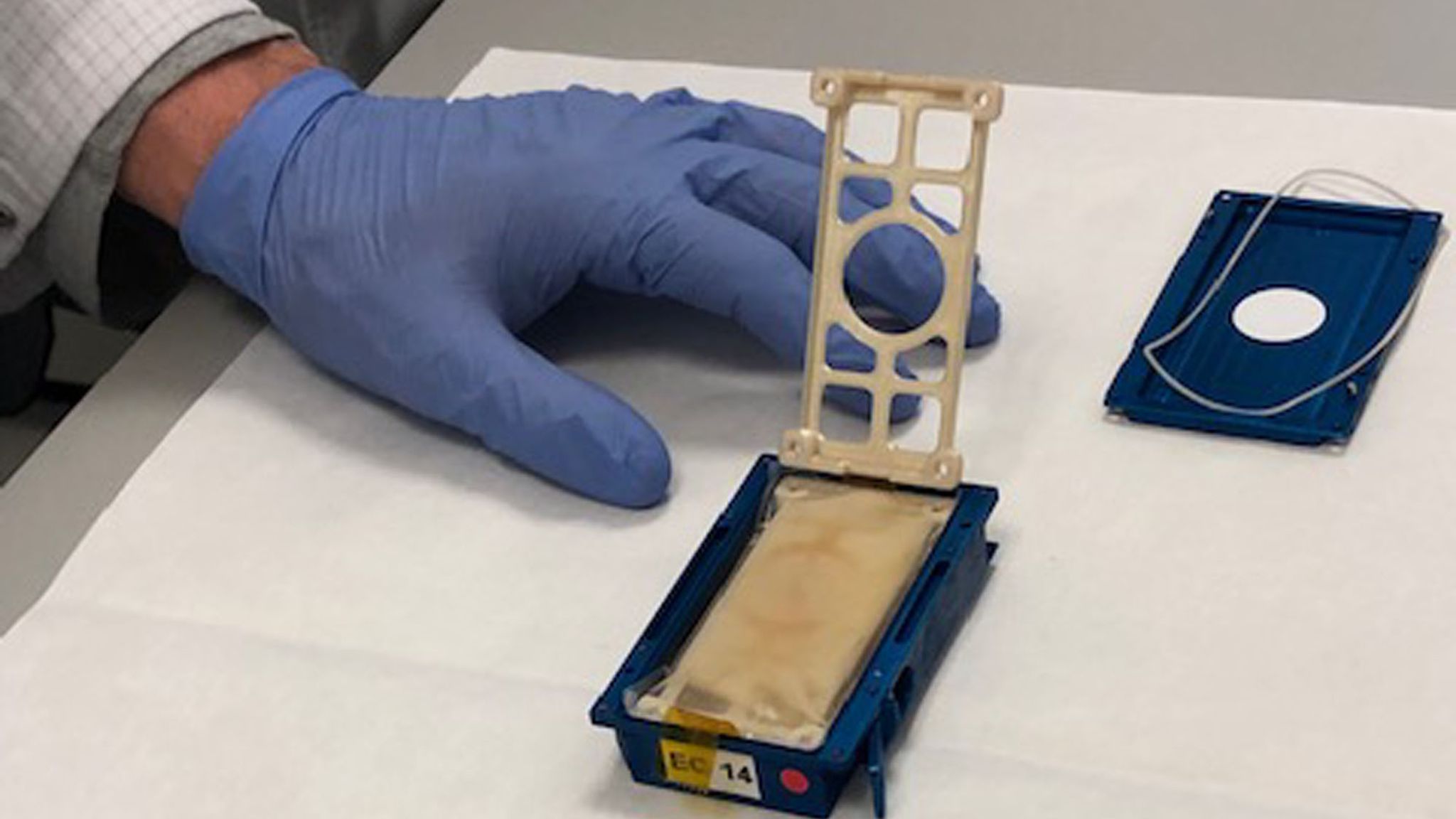 Hundreds of worms being sent into space for research on human muscle ...