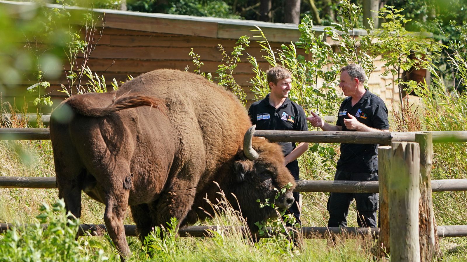 UK's first ever bison rangers chosen from over 1,000 applicants across ...