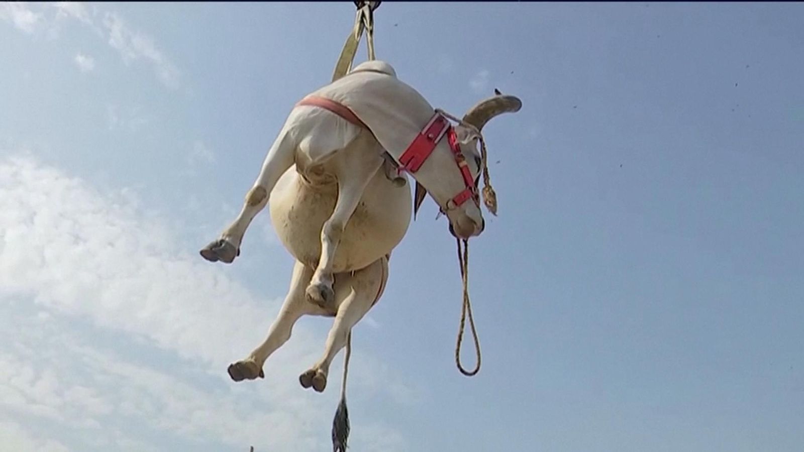 Pakistan: Cattle bred on rooftop farm ready for Eid | World News | Sky News