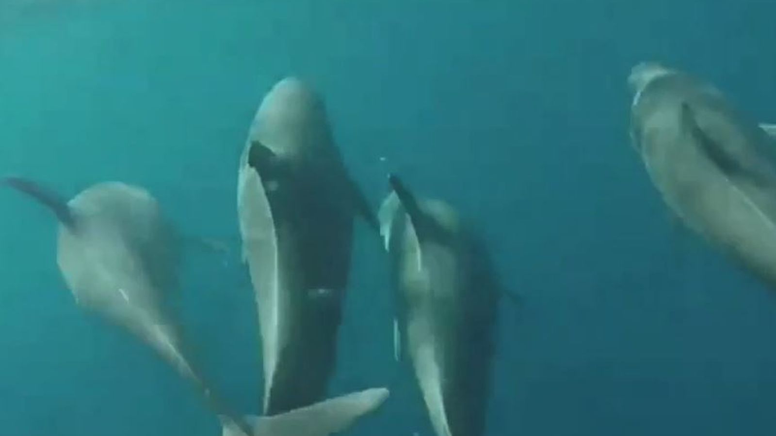 Florida: Dolphins filmed gliding through ocean on ship's bow camera ...