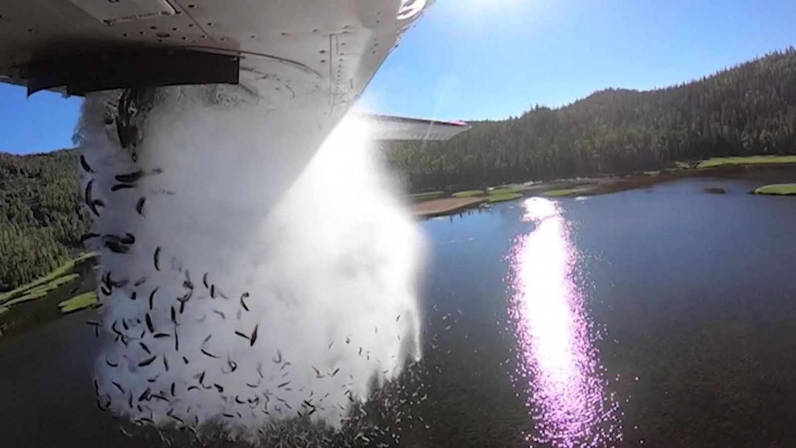 US: Young fish get airplane ride to remote Utah lakes | Offbeat News ...