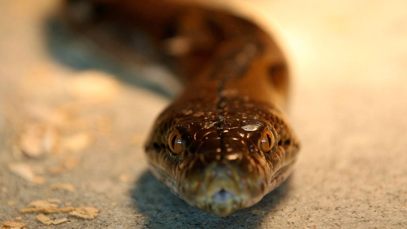Nasty surprise as man bitten by python while sitting on the toilet ...