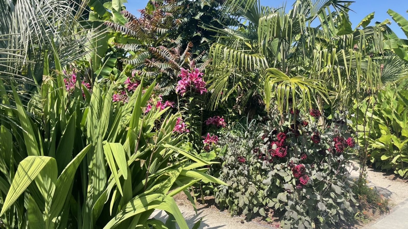 Rare 'sheep-eating' plant blooms outdoors in Surrey for first time ...