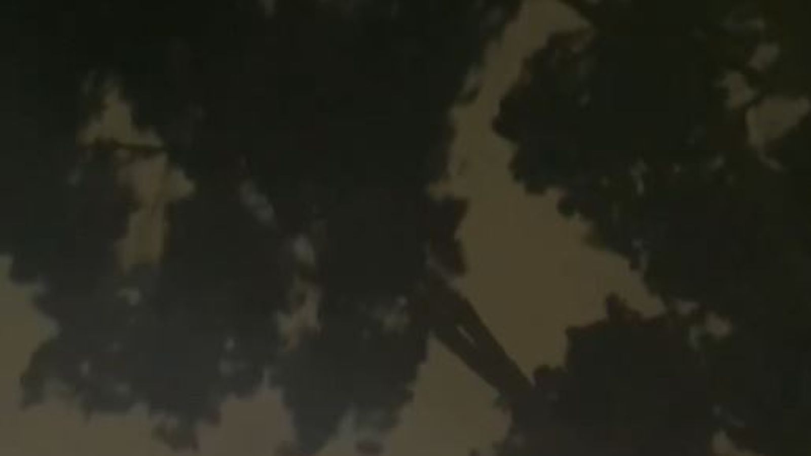 Storm takes down tree in Omaha | Sky News