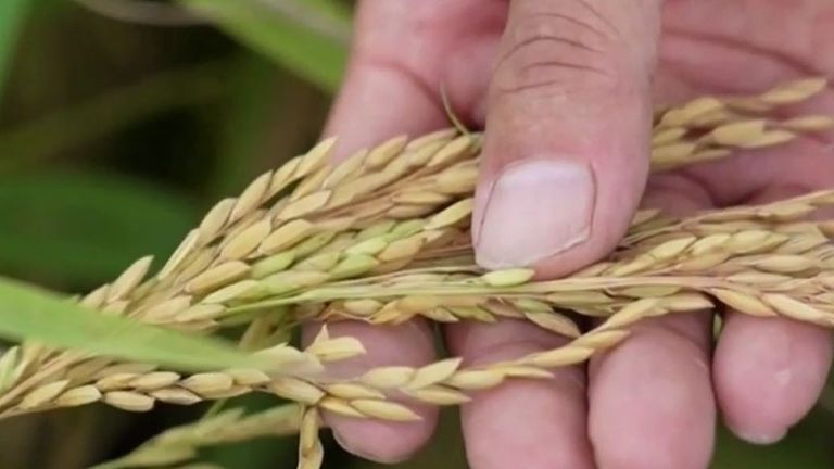 Space rice yields bumper crop in China | Science & Tech News | Sky News