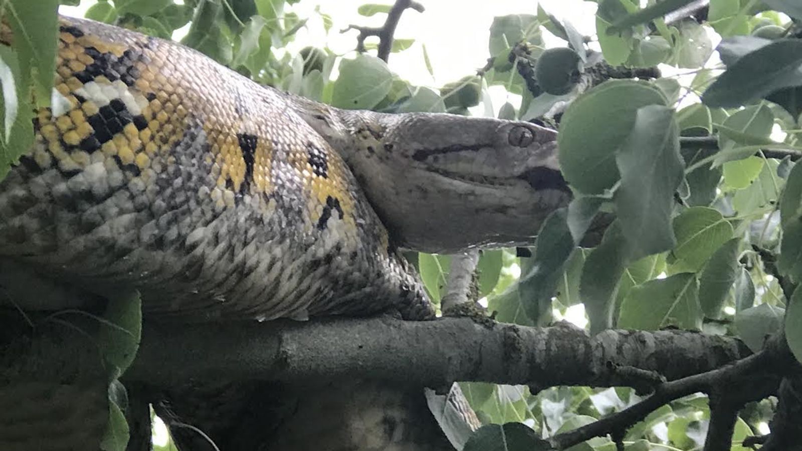 Python rescued from tree by RSPCA and firefighters in Cambridgeshire ...