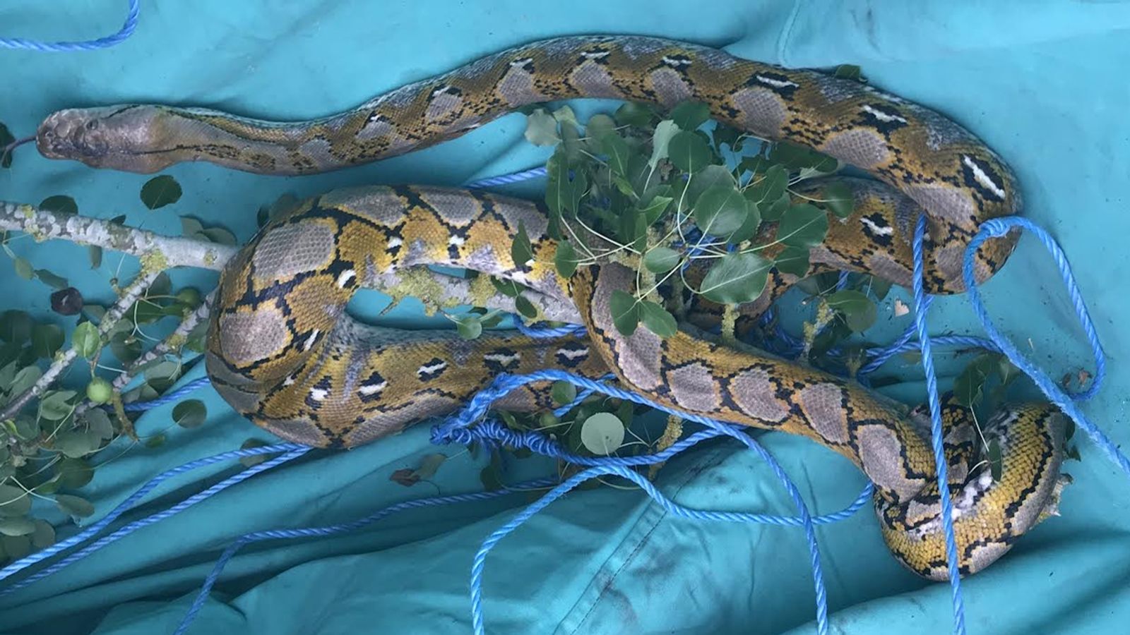 Python rescued from tree by RSPCA and firefighters in Cambridgeshire ...