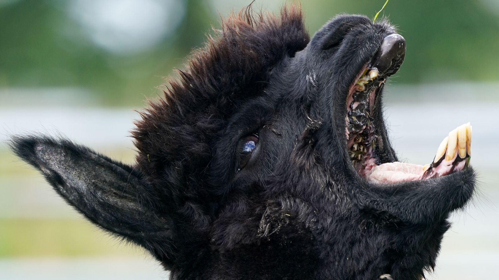 Geronimo the alpaca did not have TB, owner claims, as chief veterinary ...