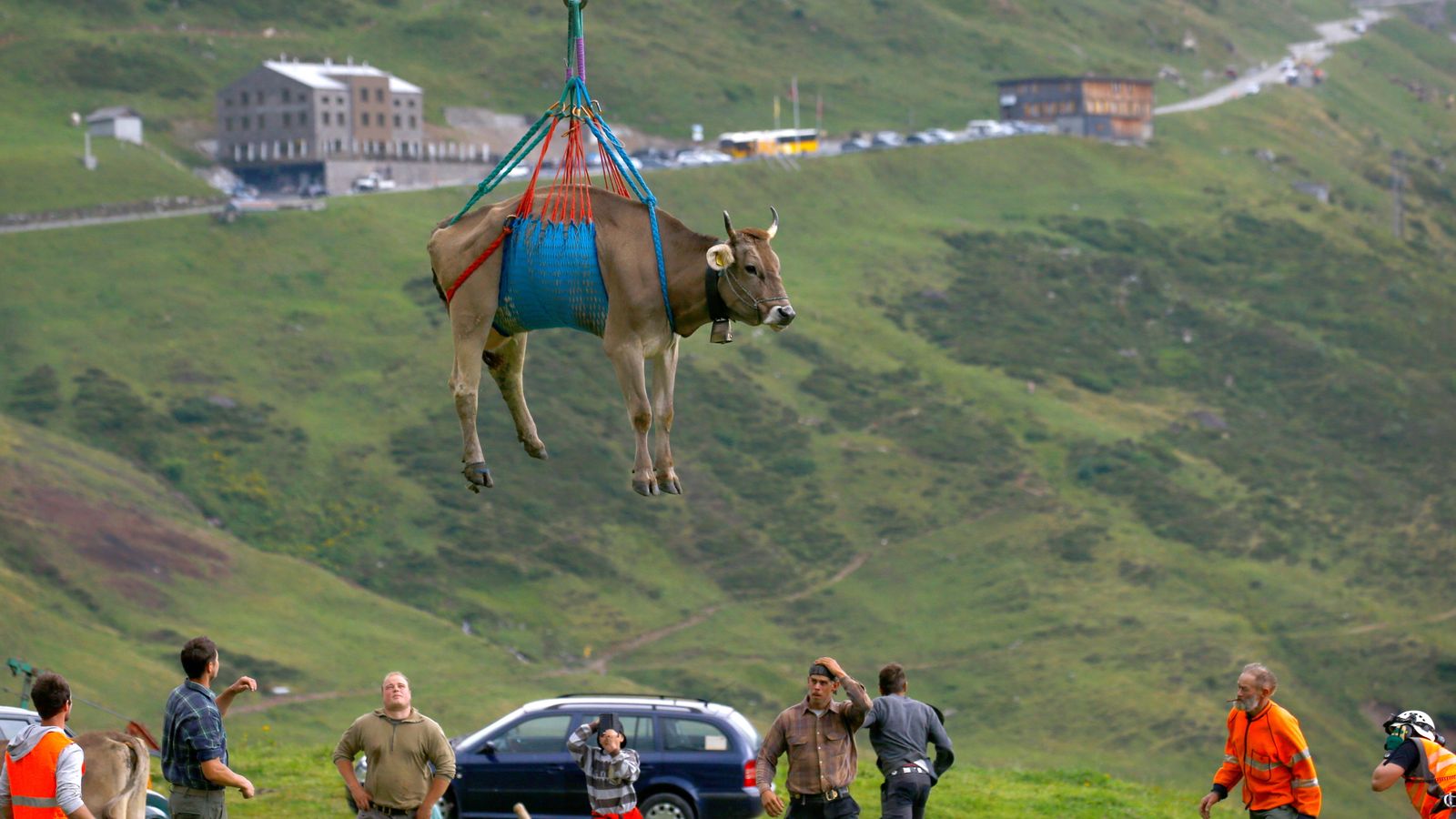 Sound of Moosic: Swiss cows airlifted off mountain pastures ahead of ...