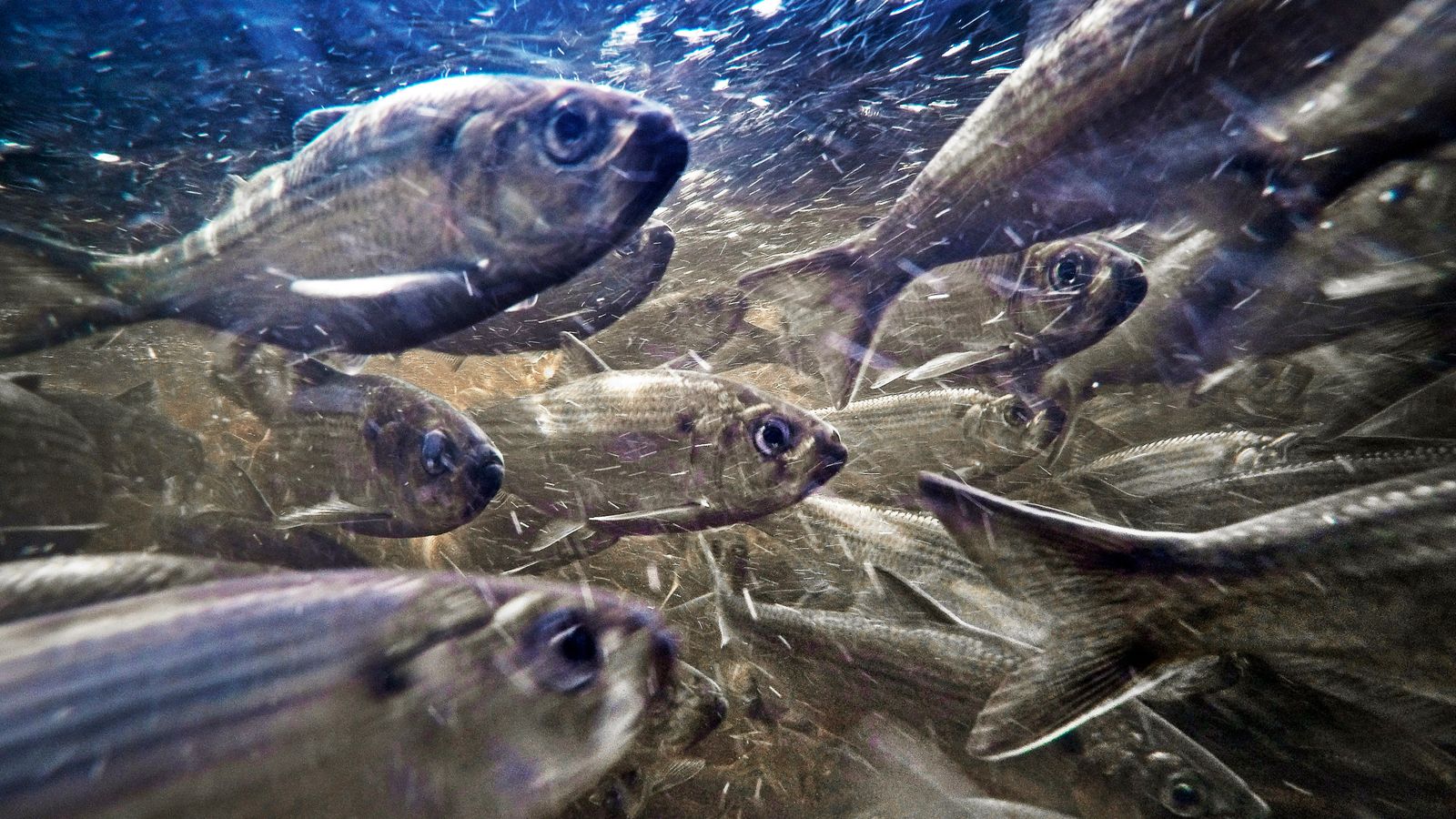 Climate change: Anchovies, herrings and pilchards are shrinking and ...