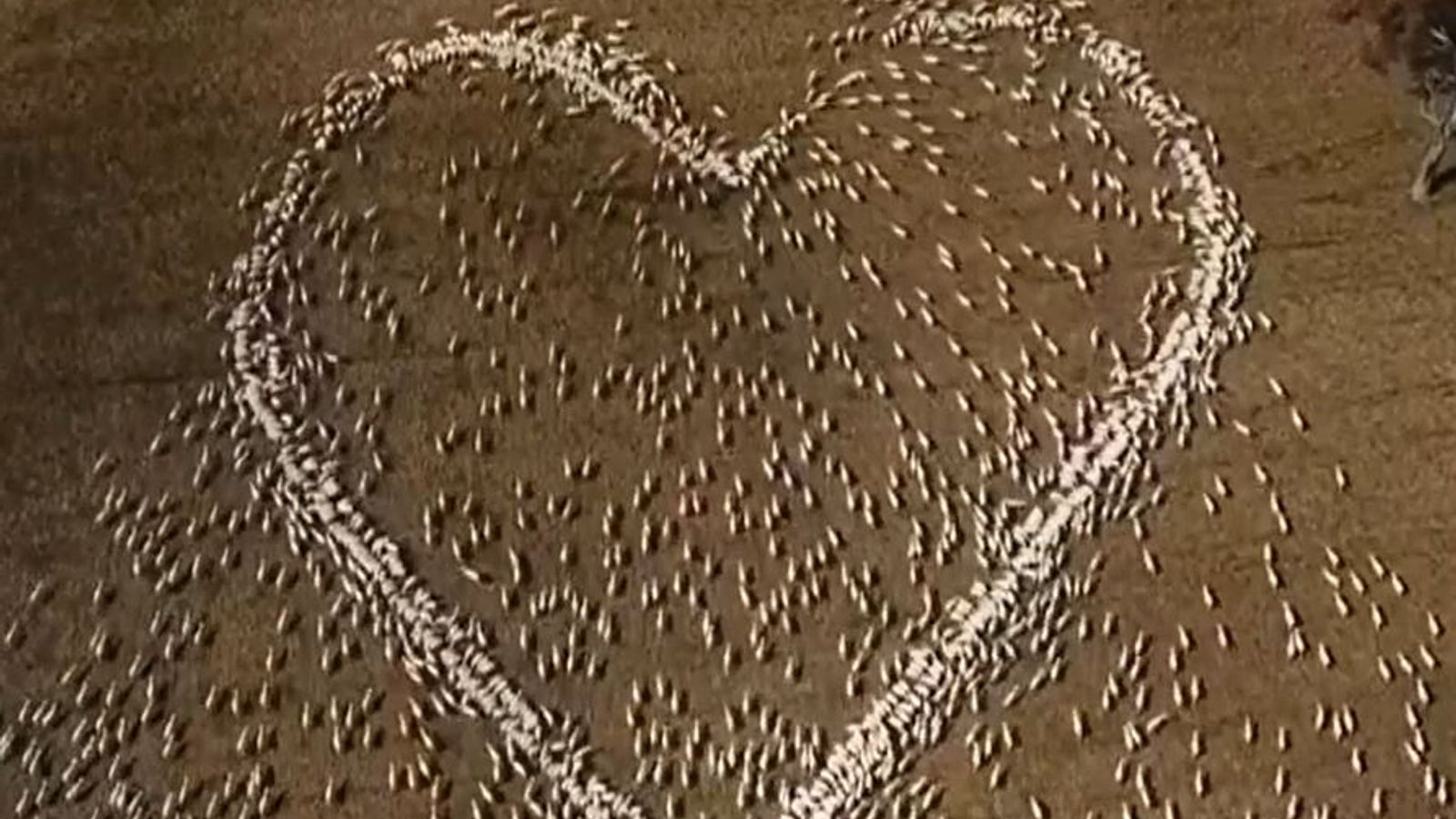 Farmer creates heart shape with sheep herd in Australia | Offbeat News ...