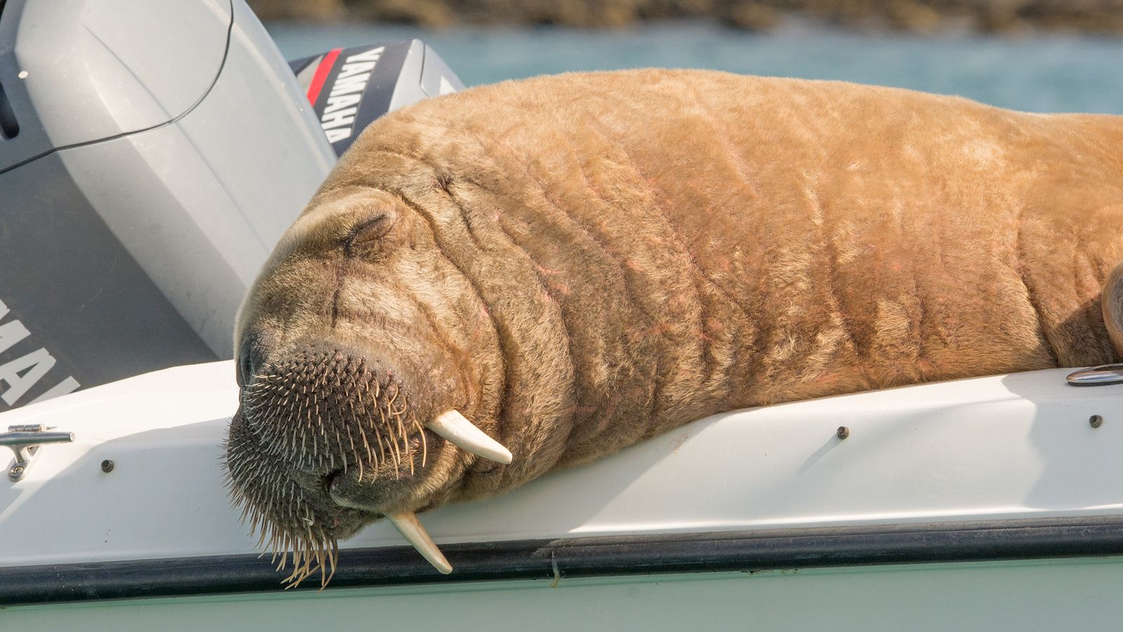 Wally the wandering walrus sets up home on a motorboat | World News ...