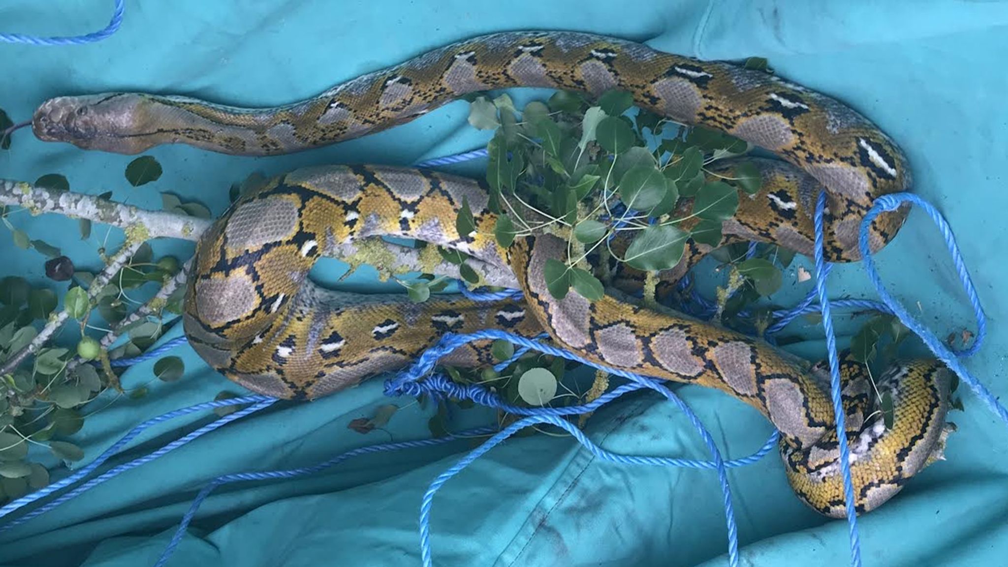 Python rescued from tree by RSPCA and firefighters in Cambridgeshire ...