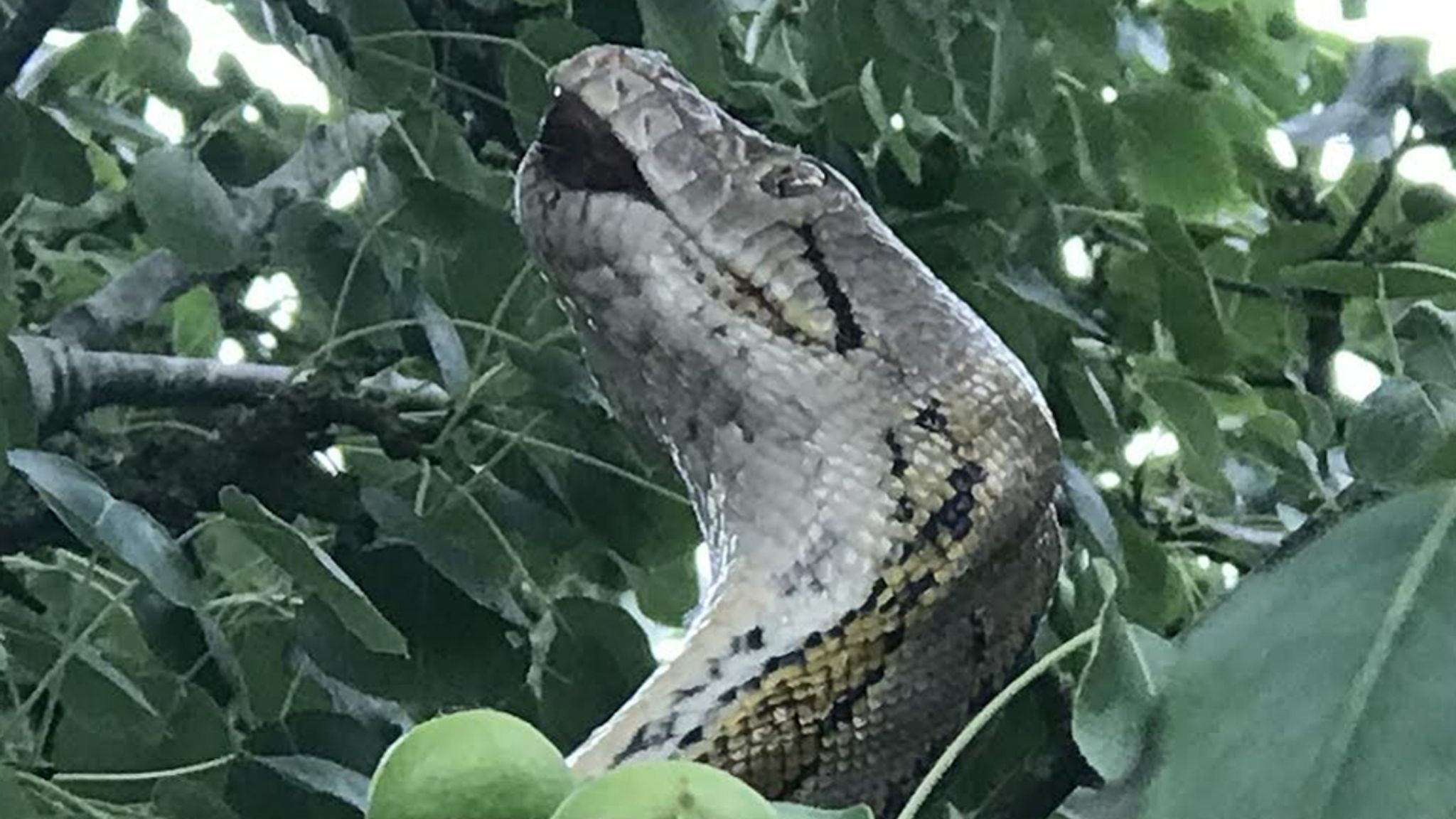Python rescued from tree by RSPCA and firefighters in Cambridgeshire ...