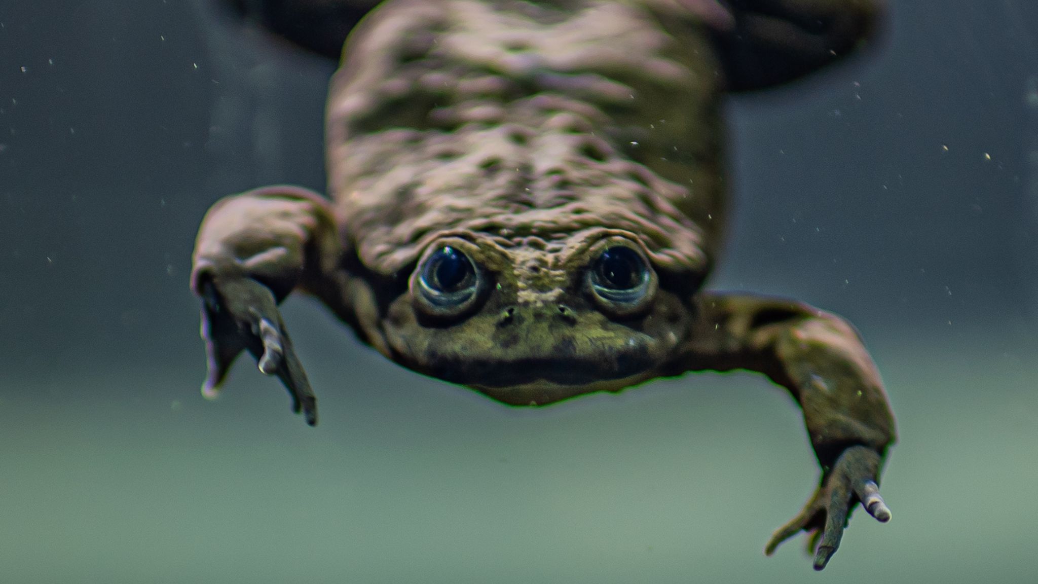 'Scrotum frogs' go on display at British zoo as part of efforts to save ...
