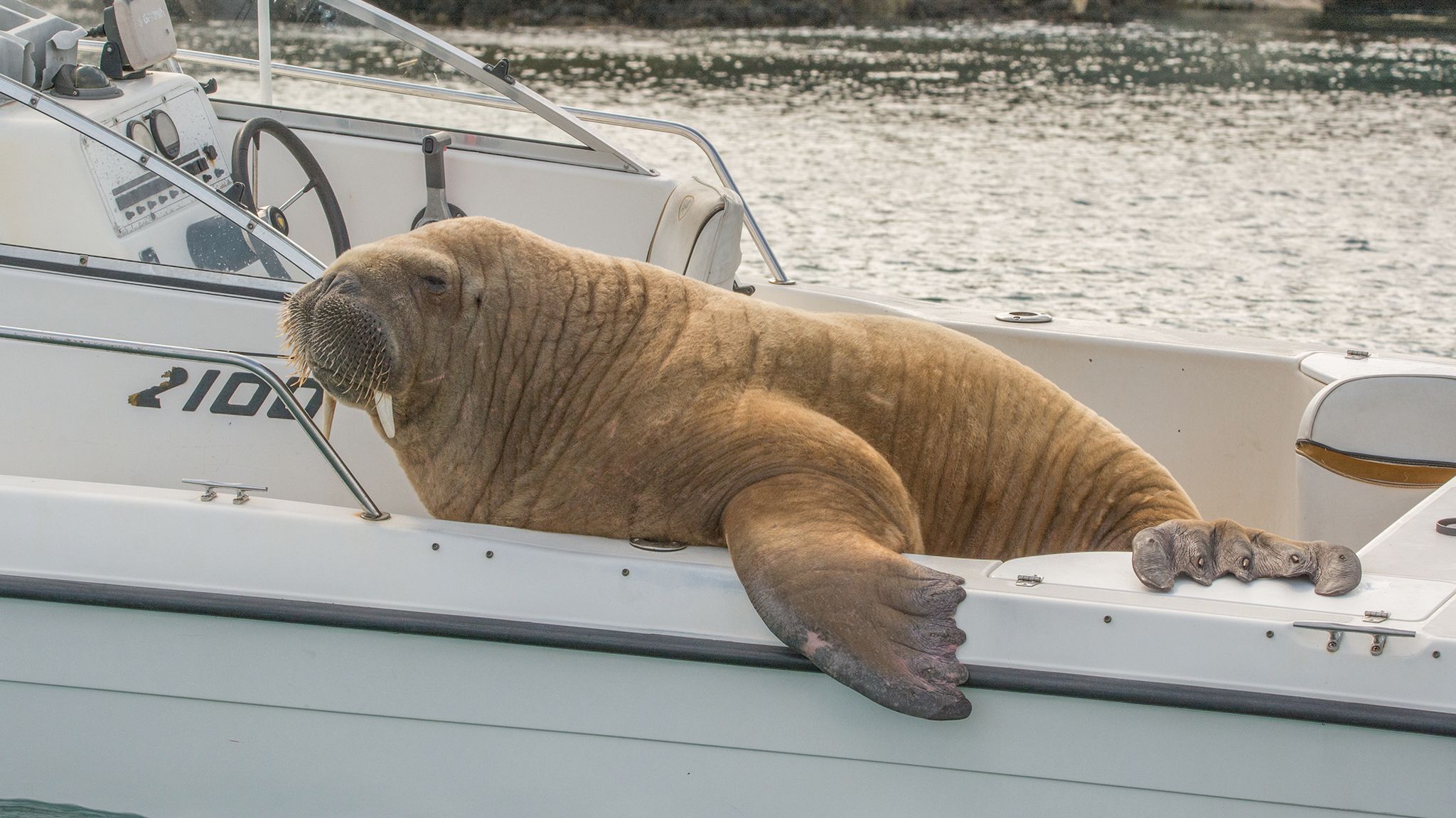 Wally the wandering walrus sets up home on a motorboat | World News ...