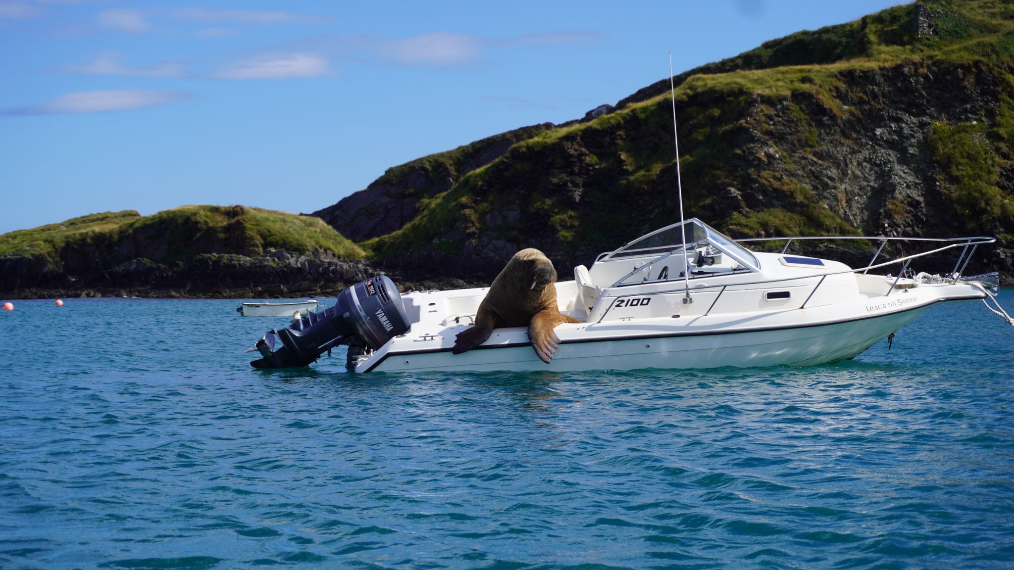 Wally the wandering walrus sets up home on a motorboat | World News ...