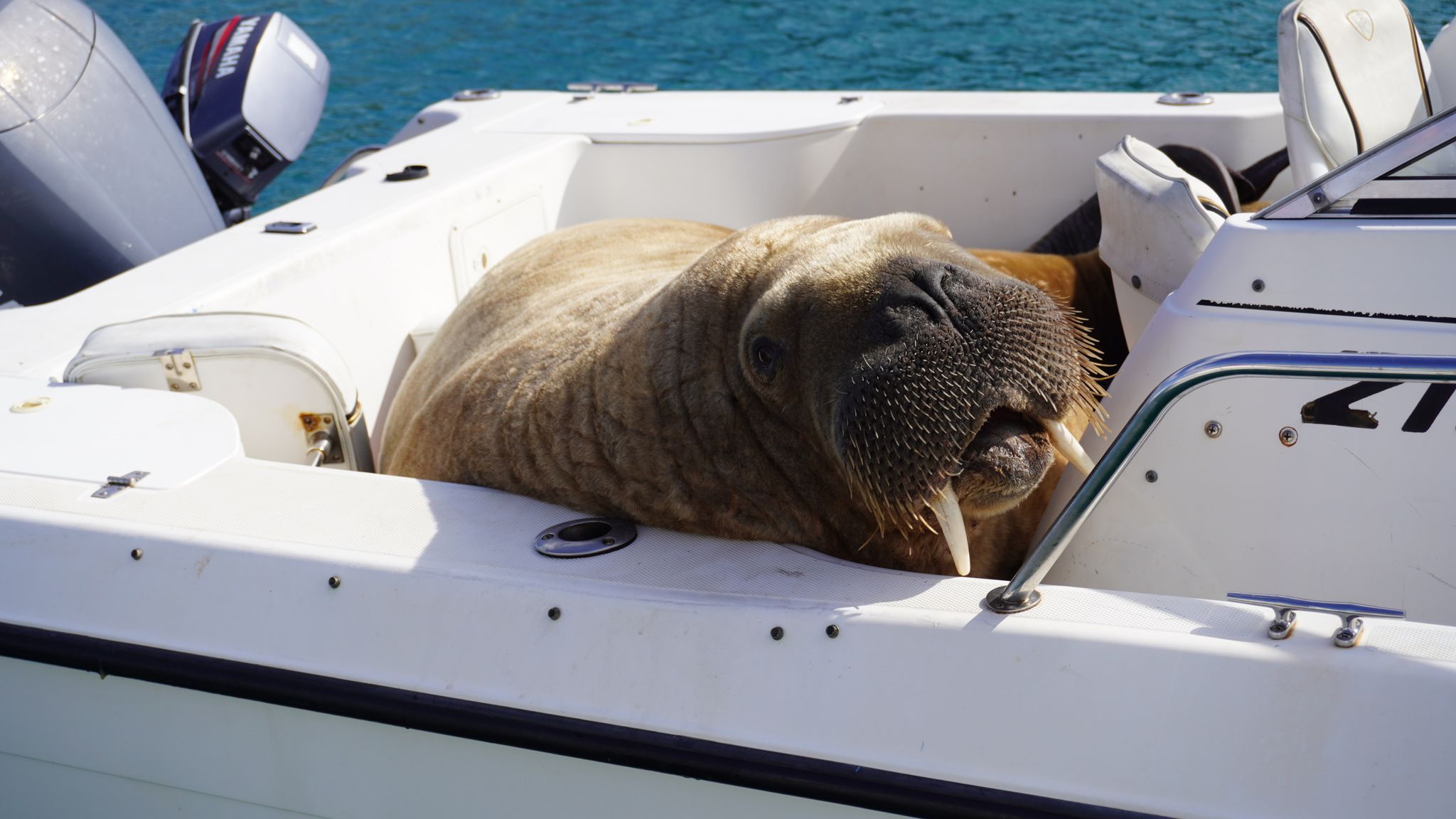 Wally the wandering walrus sets up home on a motorboat | World News ...