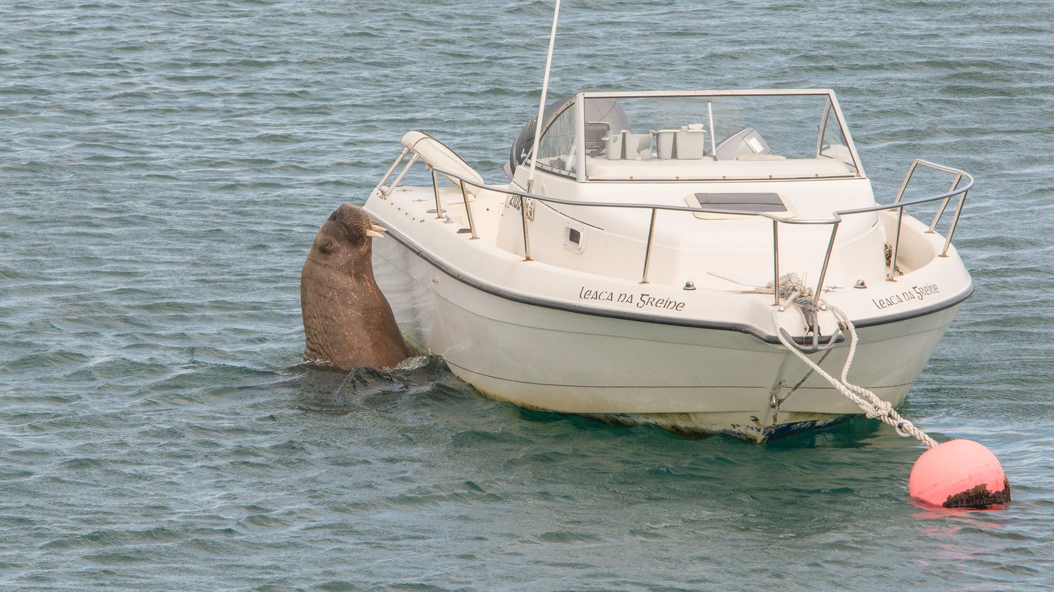 Wally the wandering walrus sets up home on a motorboat | World News ...