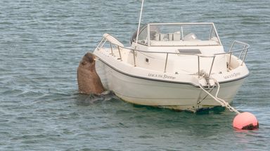 Wally the wandering walrus sets up home on a motorboat | World News ...