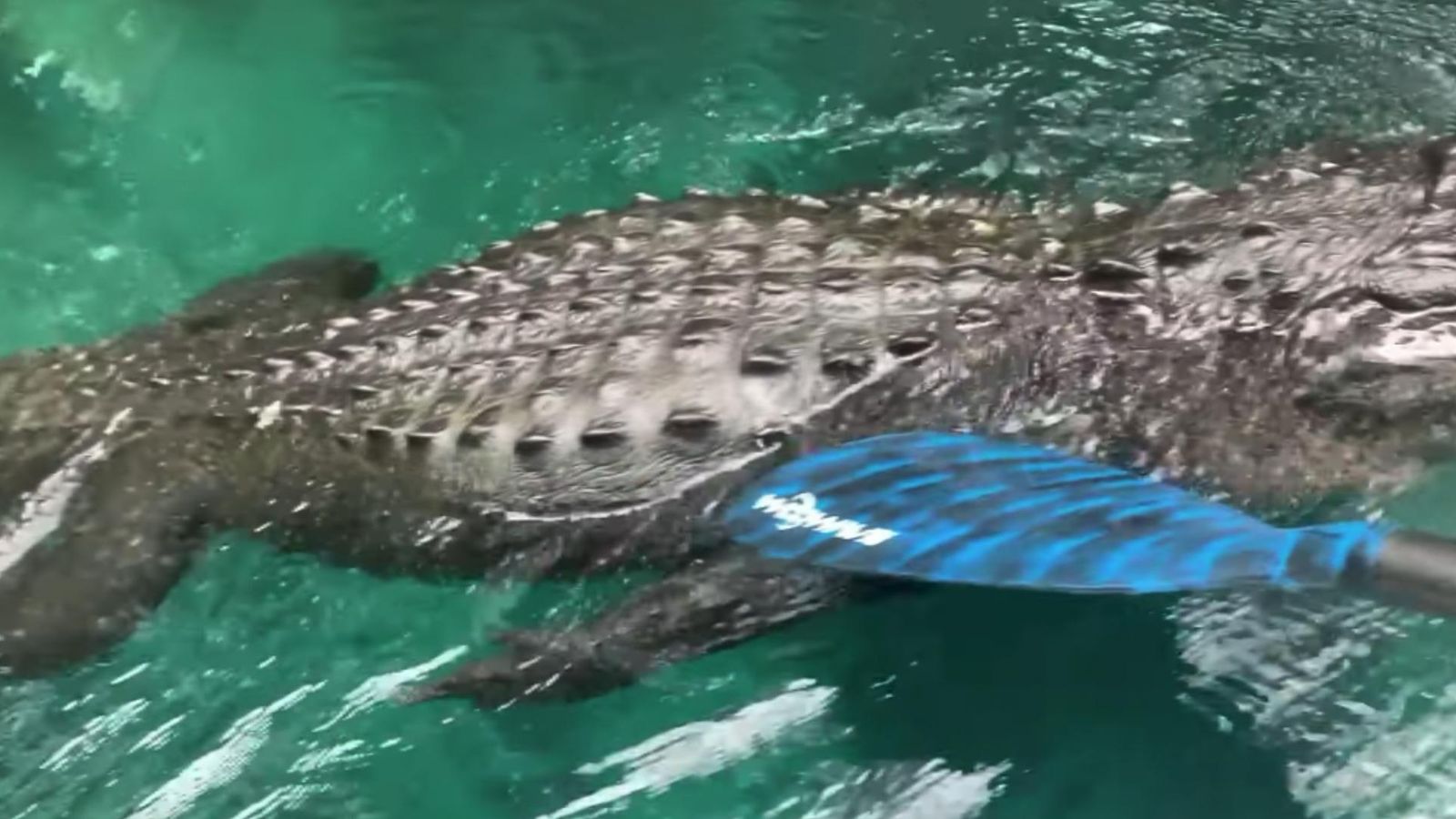 Florida: 'Get away from me!' Paddleboarder's close encounter with ...