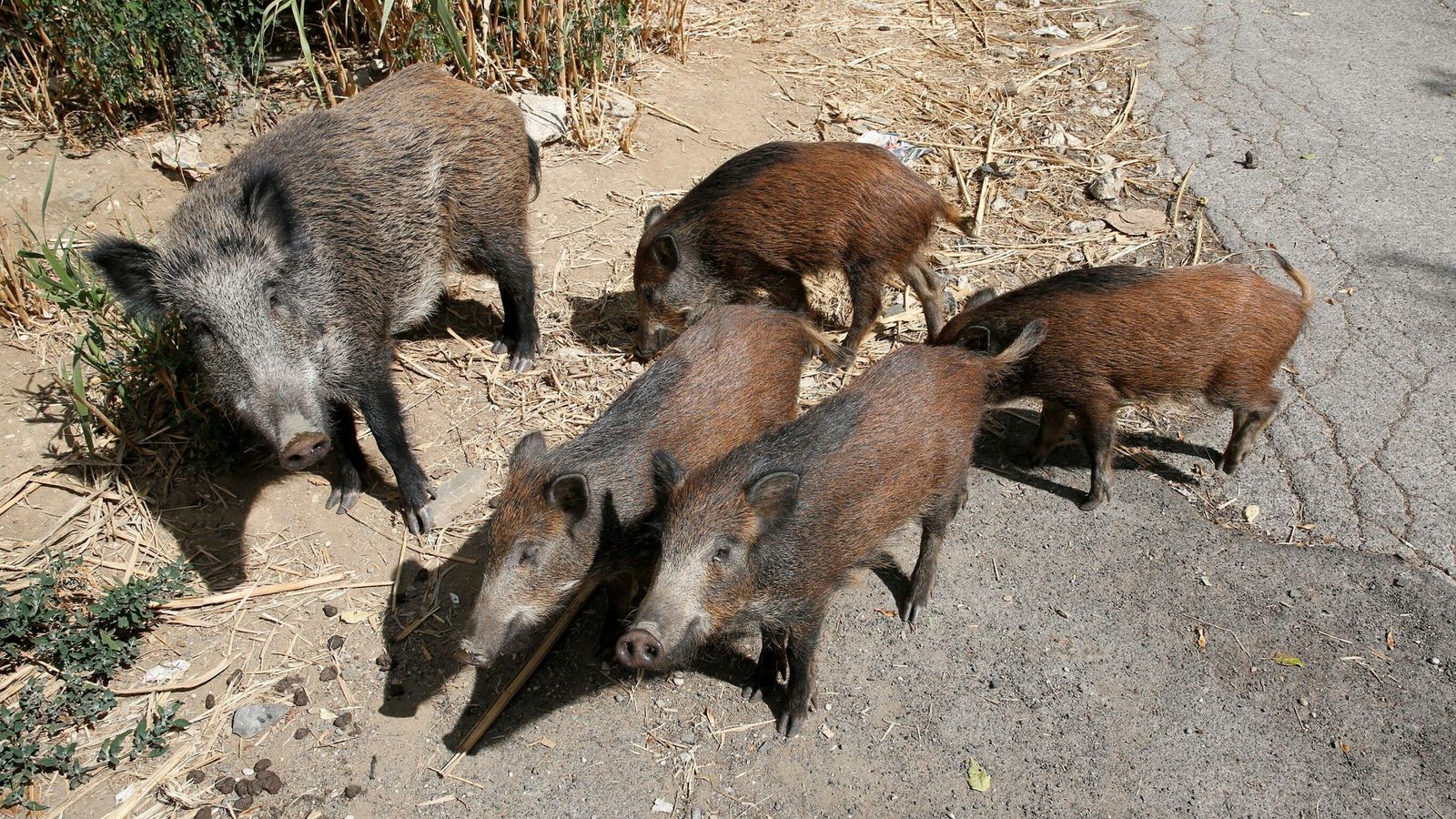 Rome: Brazen wild boar on streets of Italian capital becomes election ...