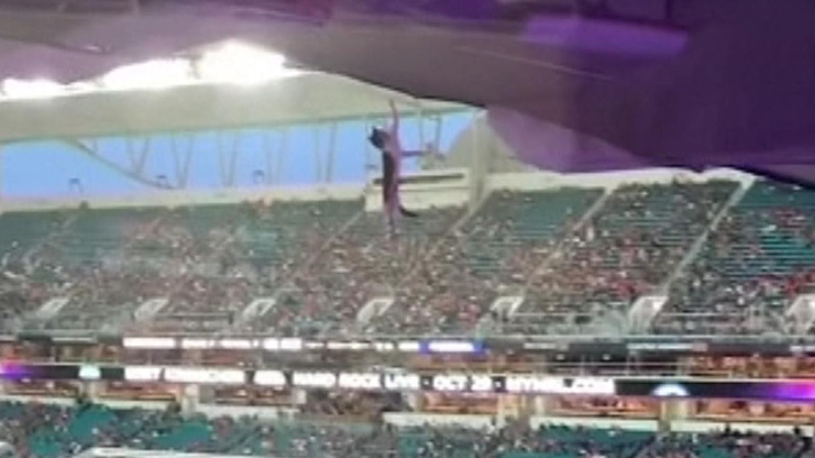 Florida: Cat survives dramatic fall inside an American football stadium ...