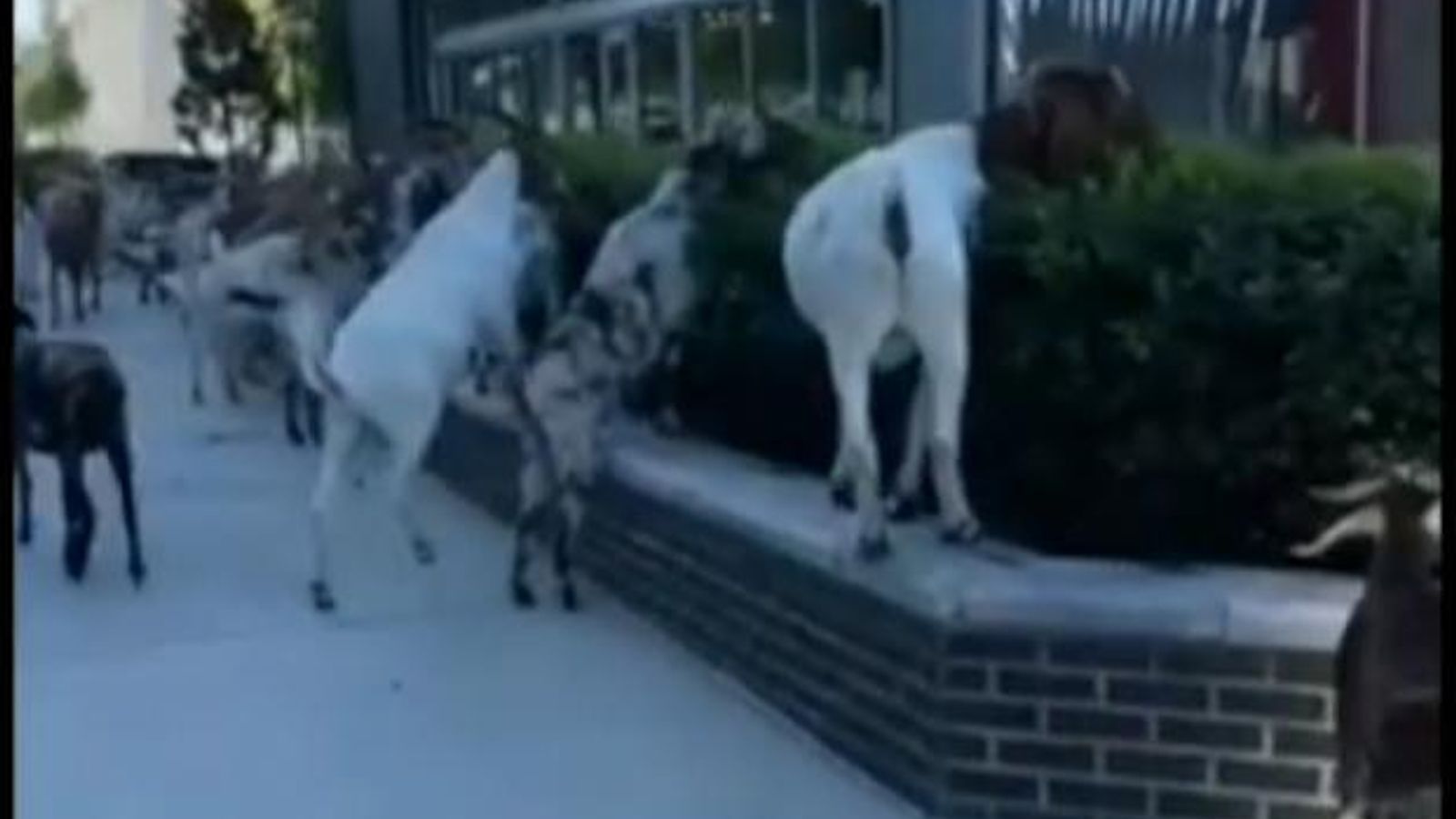 Herd of goats go on an adventure in Atlanta | US News | Sky News