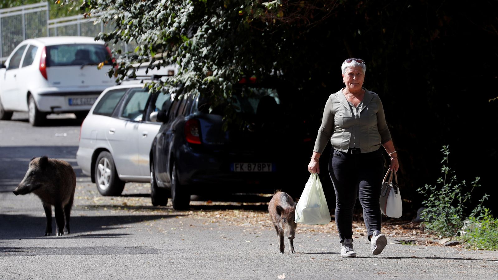 Rome: Brazen wild boar on streets of Italian capital becomes election ...