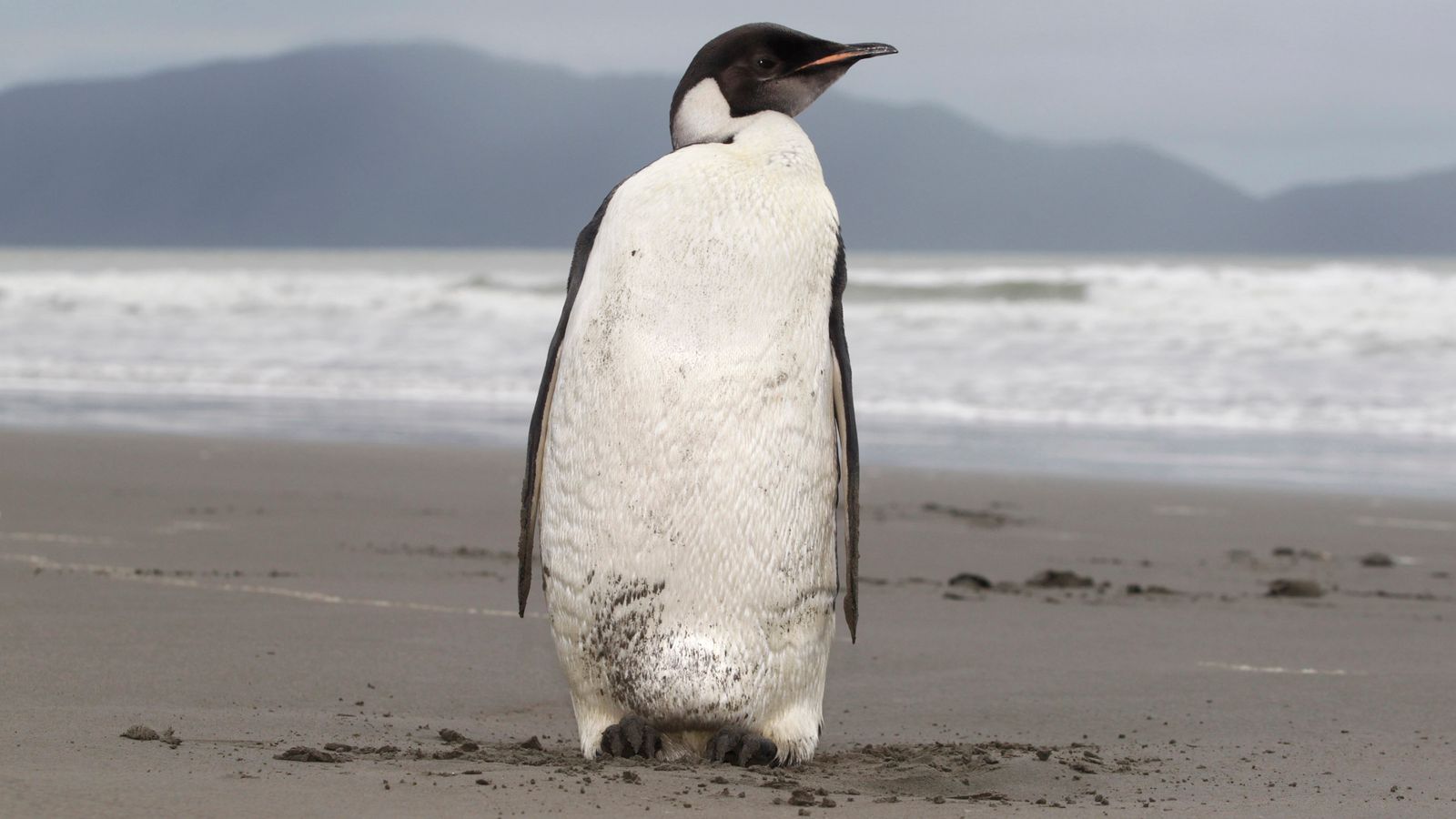 New Zealand: Prehistoric giant penguin species identified from fossil ...