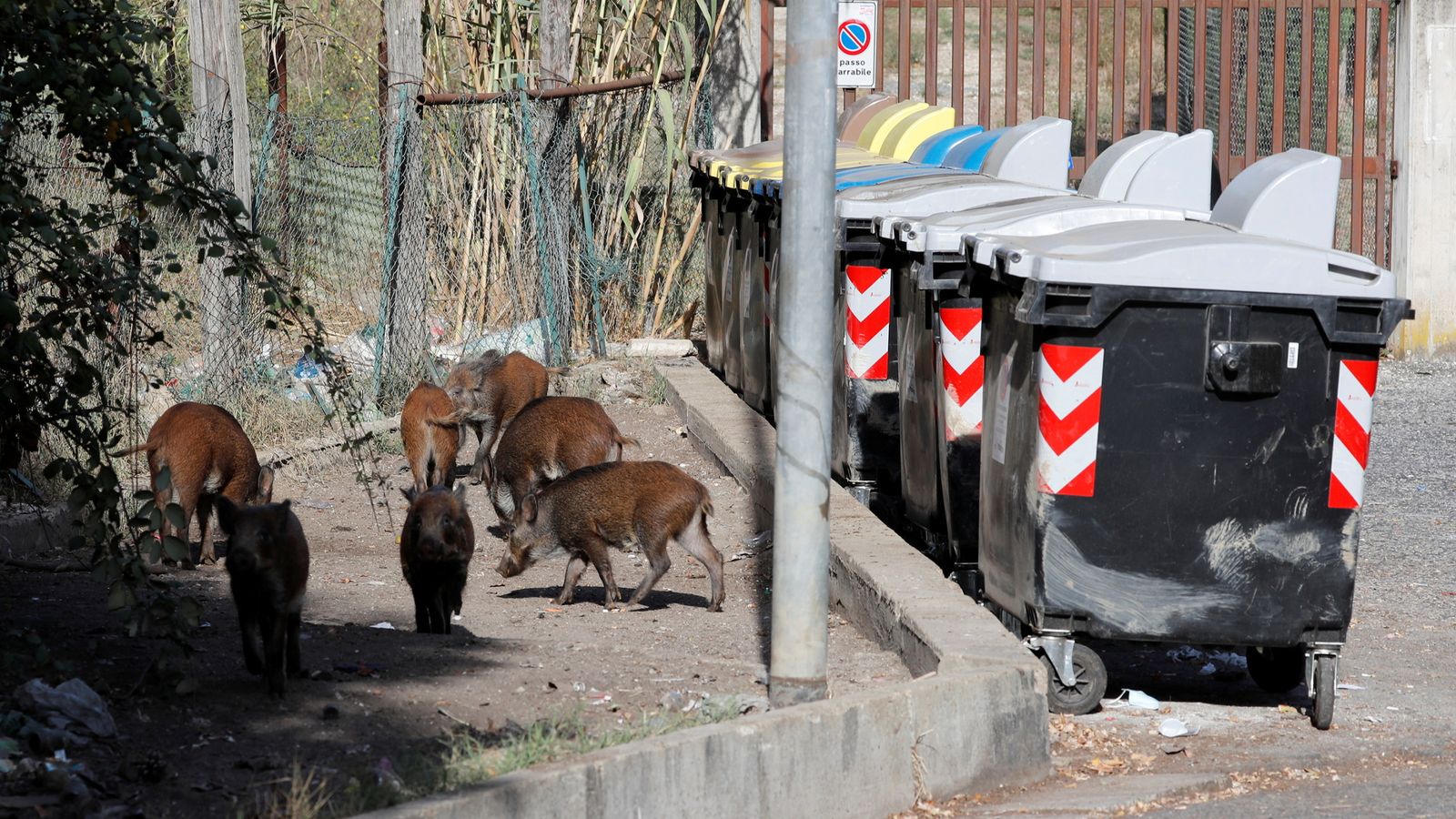 Rome: Brazen wild boar on streets of Italian capital becomes election ...