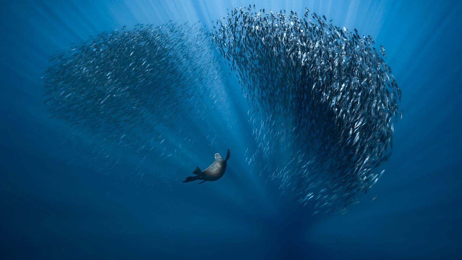 Ocean Photography Awards capture the beauty of marine life - and its ...