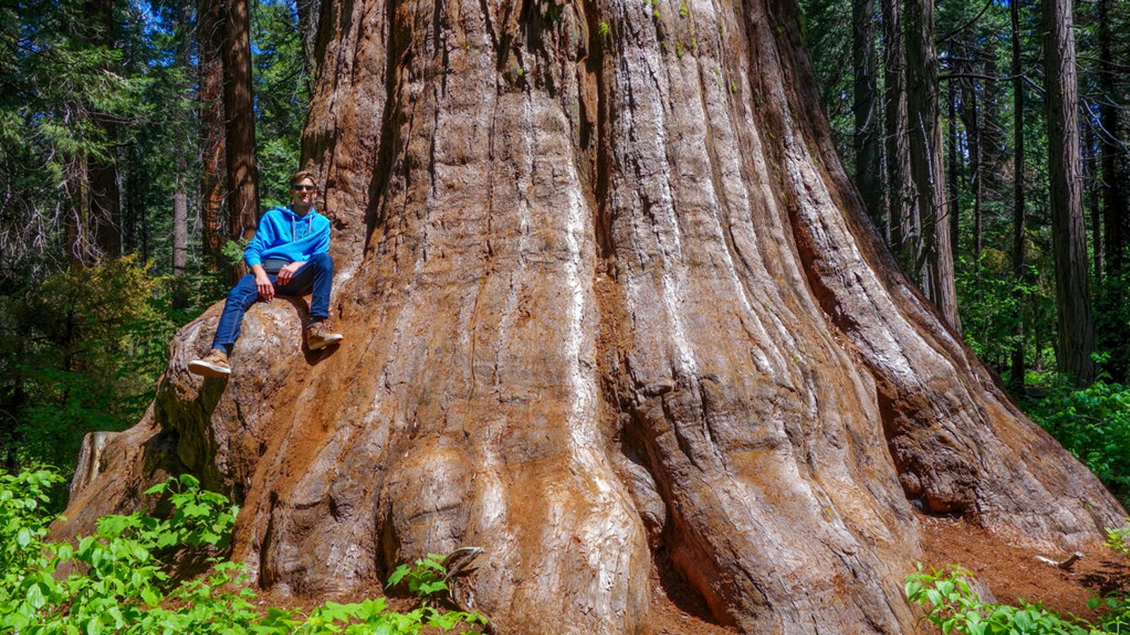 Wildfire threatens famous California sequoia forest | US News | Sky News