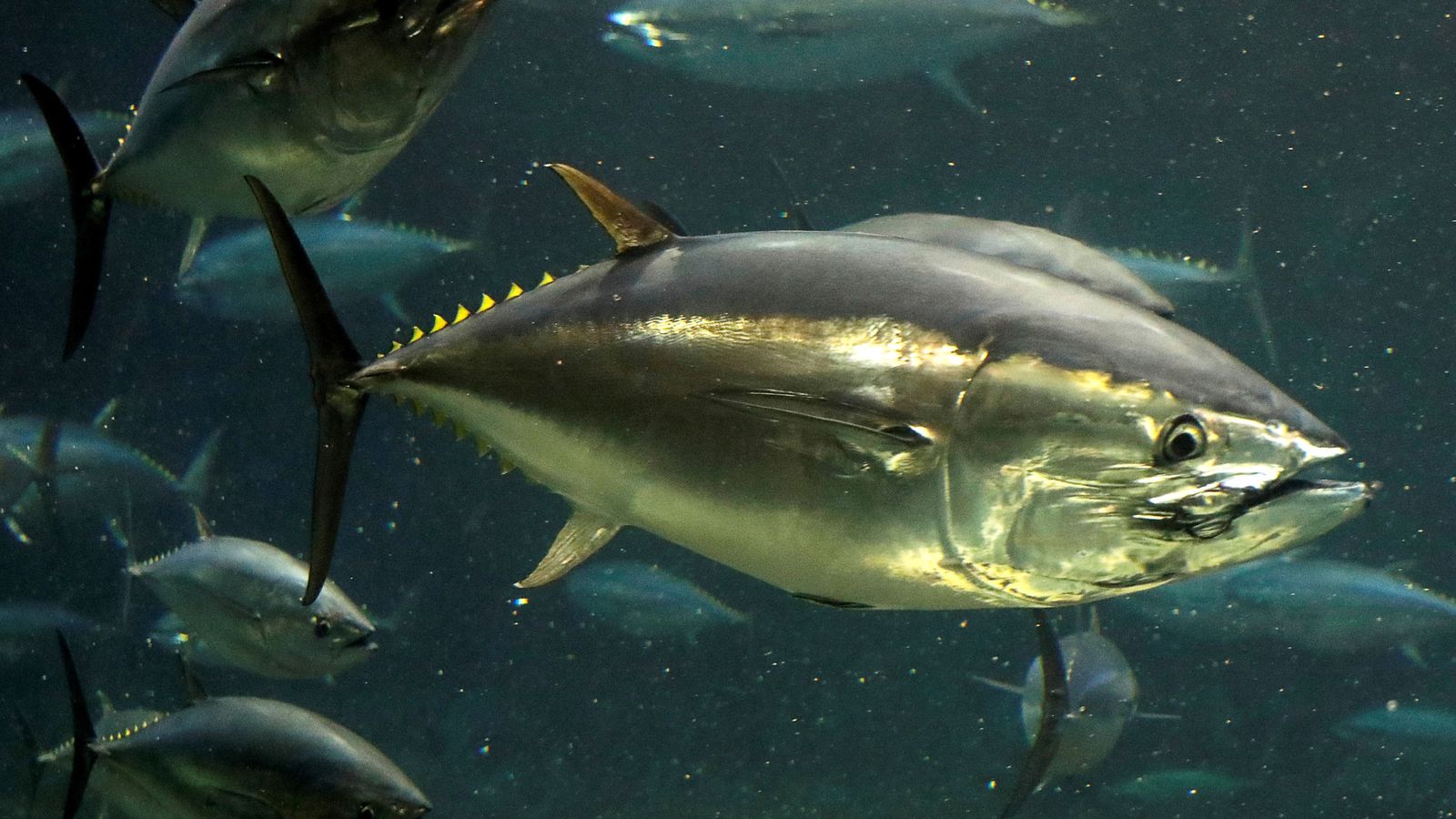 Sharks in decline due to climate change, but tuna population is 'on ...
