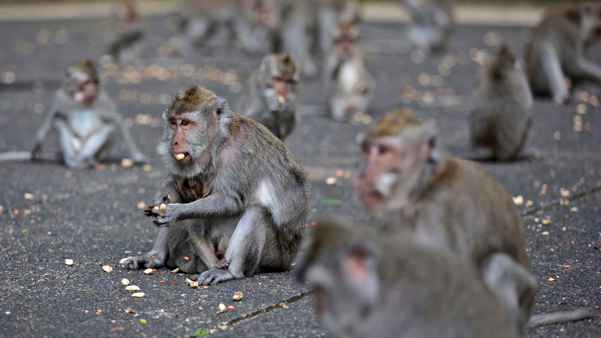 COVID-19: Monkeys raid homes in Bali after losing out on food from ...