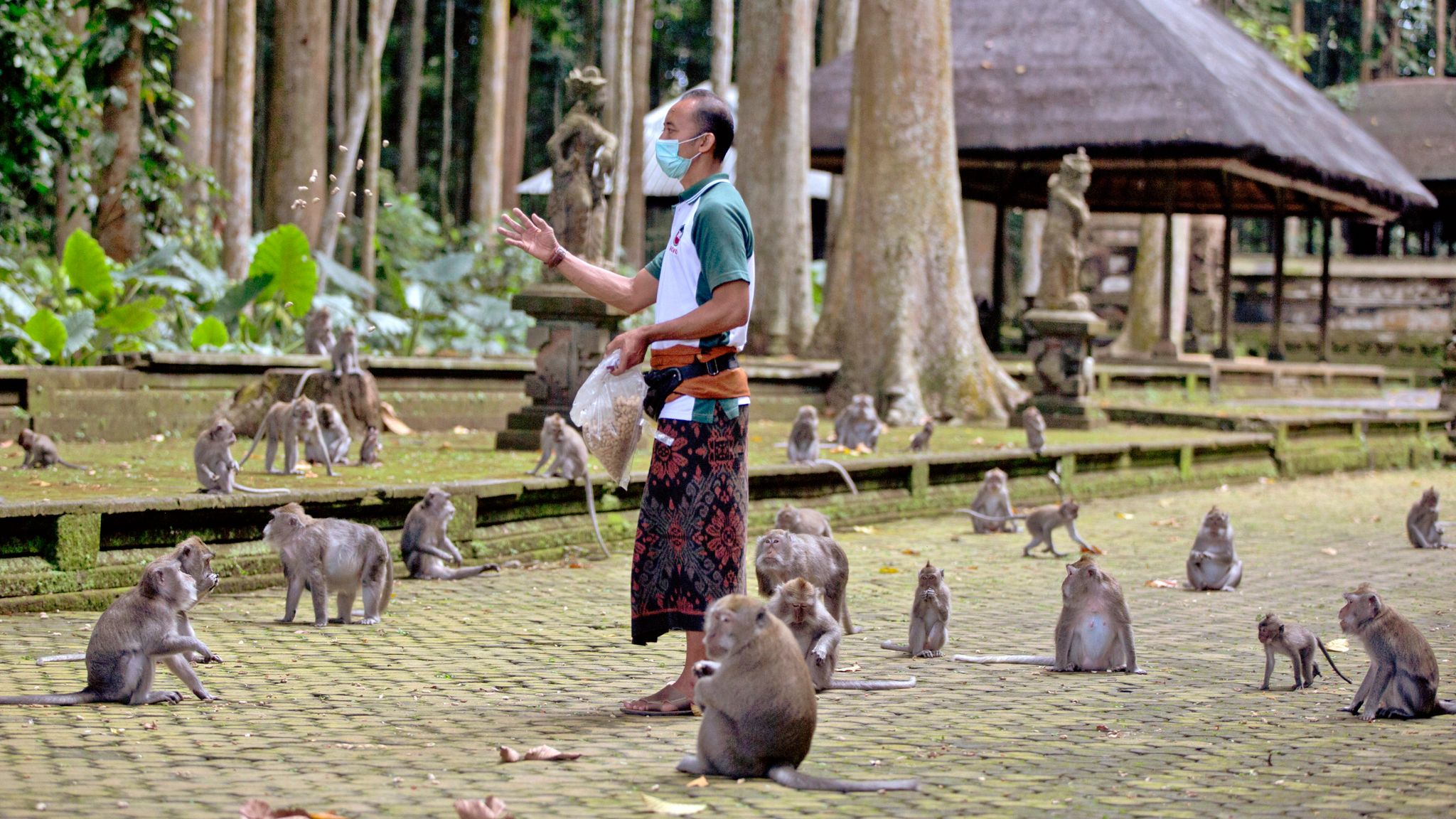 COVID-19: Monkeys raid homes in Bali after losing out on food from ...
