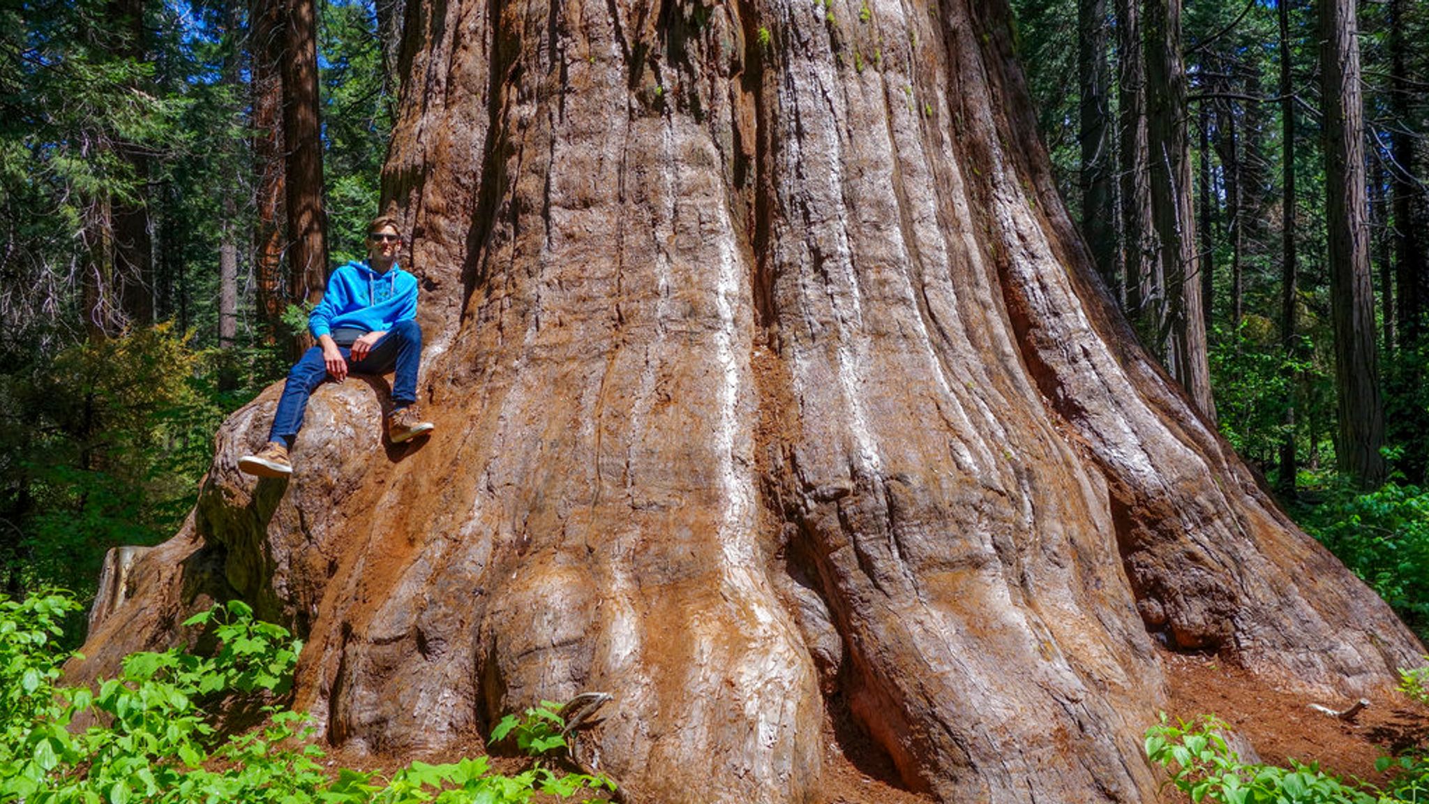 Wildfire threatens famous California sequoia forest | US News | Sky News