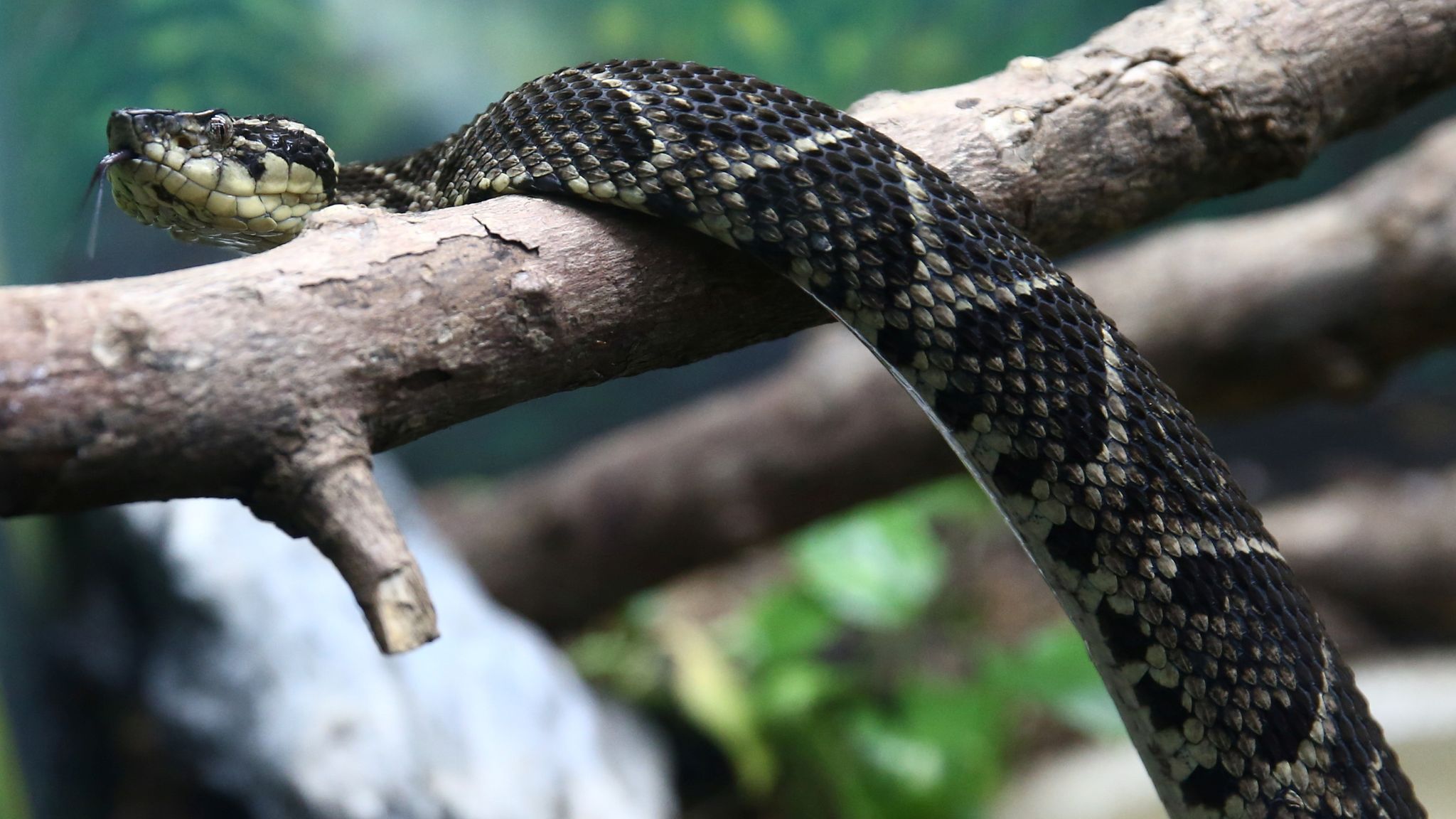 COVID-19: Venom from one of Brazil's largest snakes could be used as a ...