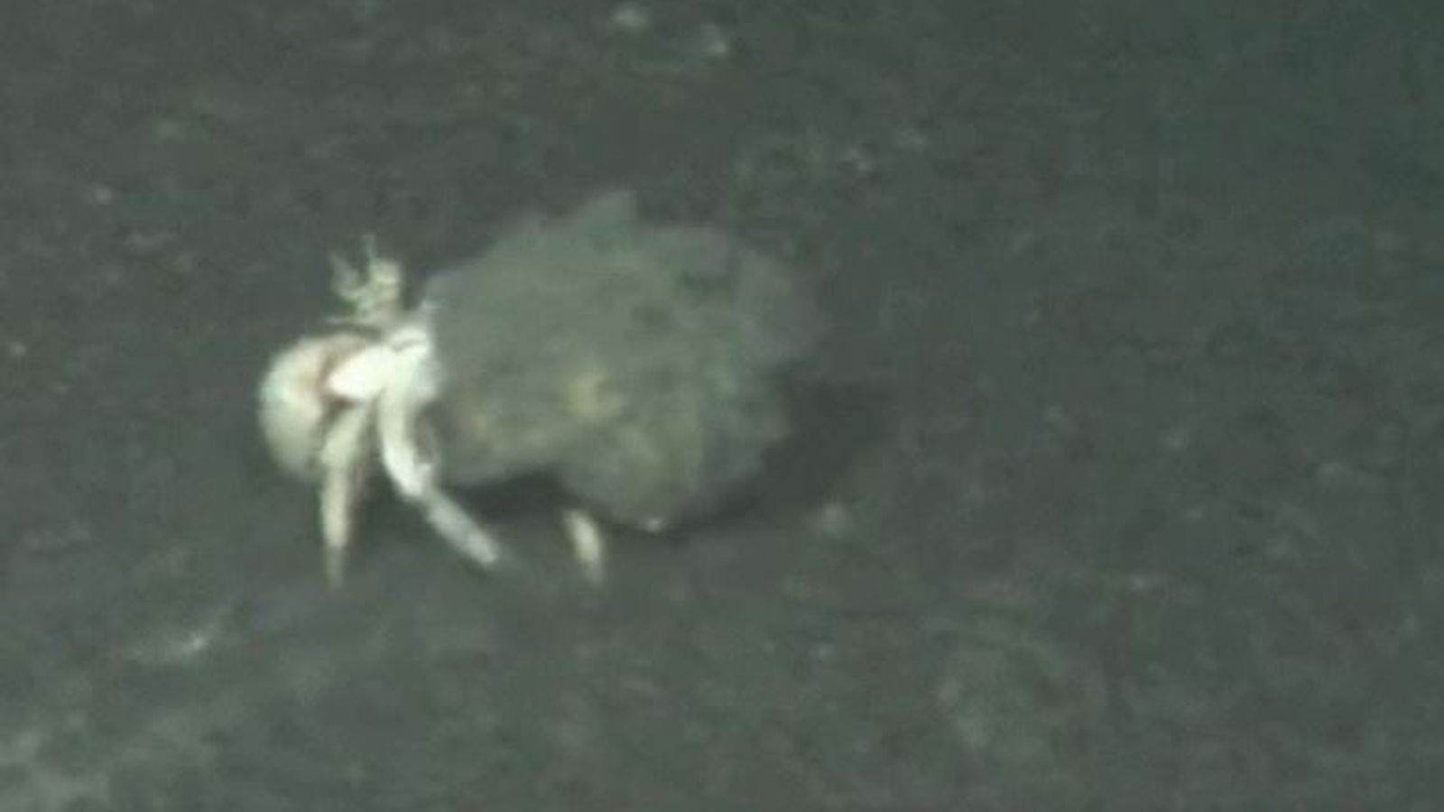 La Palma volcano ash covers marine life underwater | Sky News