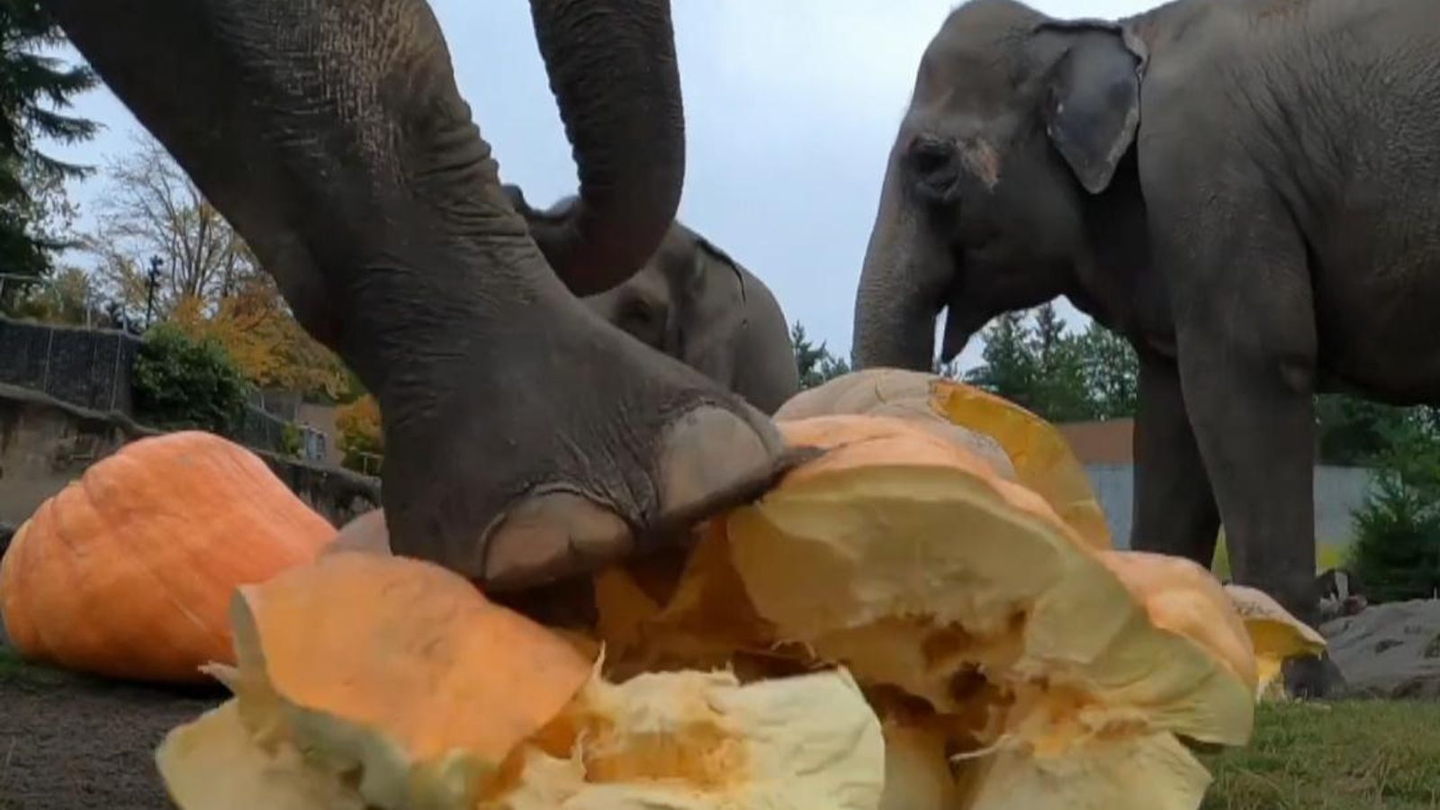 Do Elephants Stomp