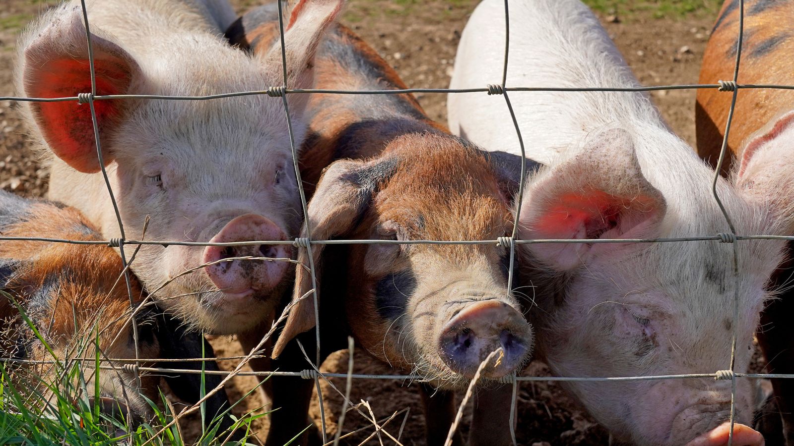 Pig farmer facing 'criminal' choice to cull animals while 'starving ...
