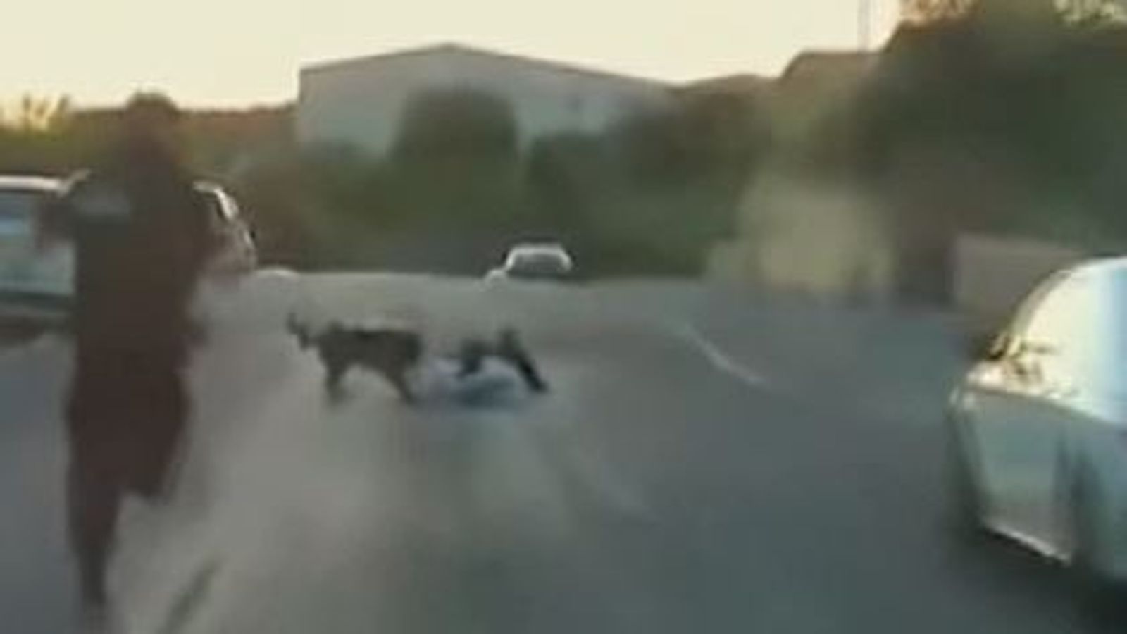 Video: Police dog catches dangerous driver after high-speed chase in ...